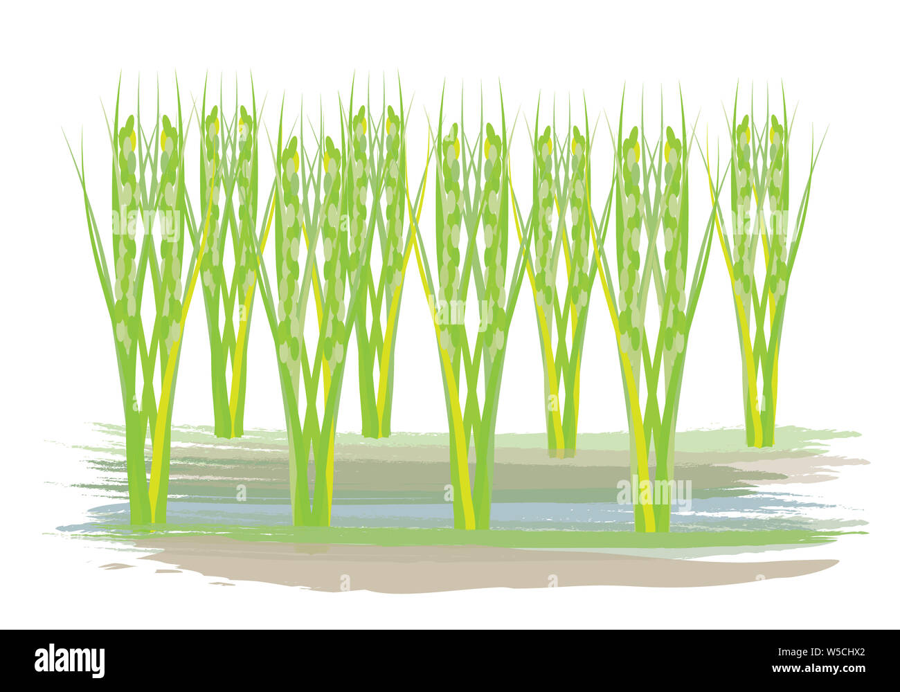 rice plant vetor design Stock Photo - Alamy