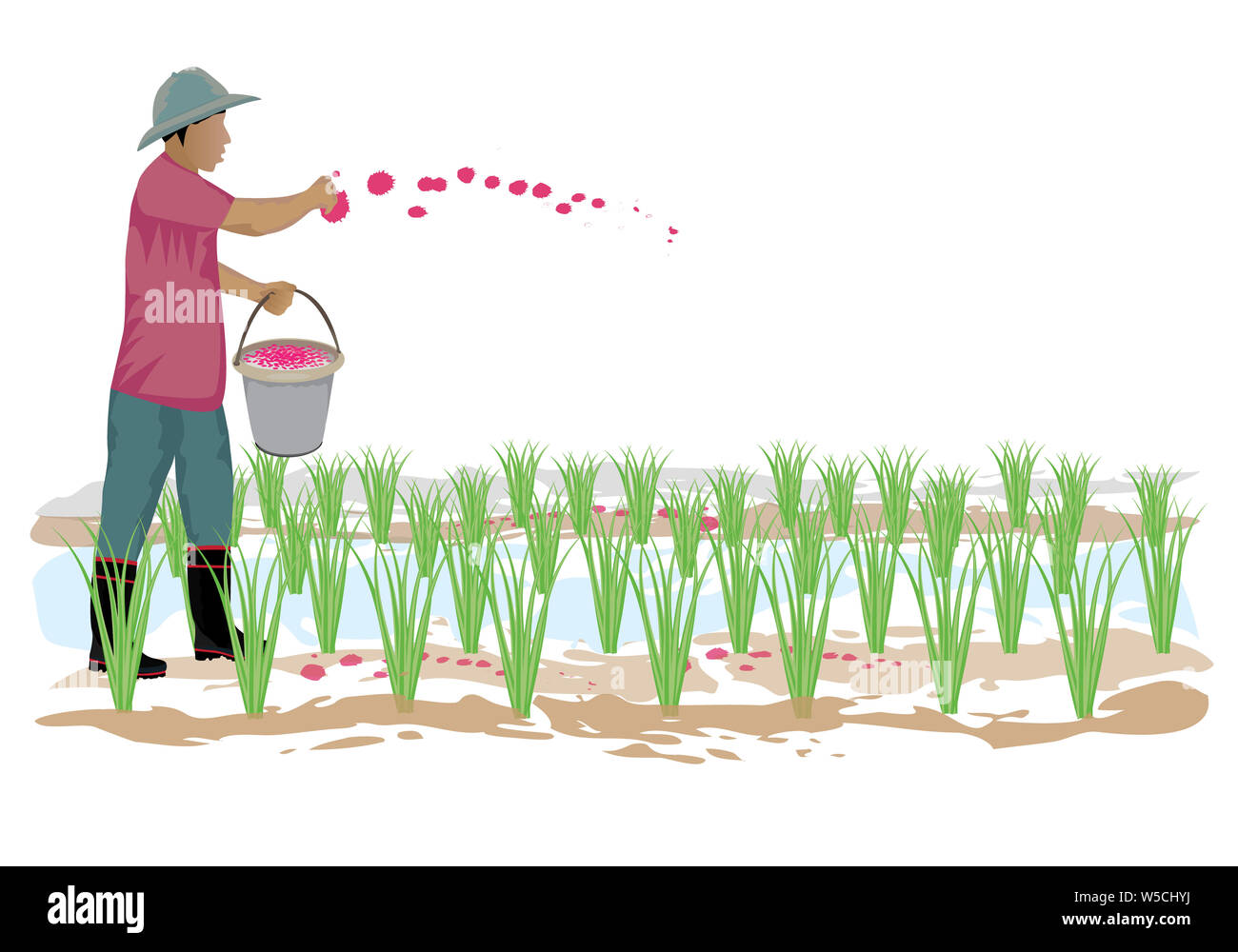 Farmer sow manure to rice plant vector design Stock Photo - Alamy