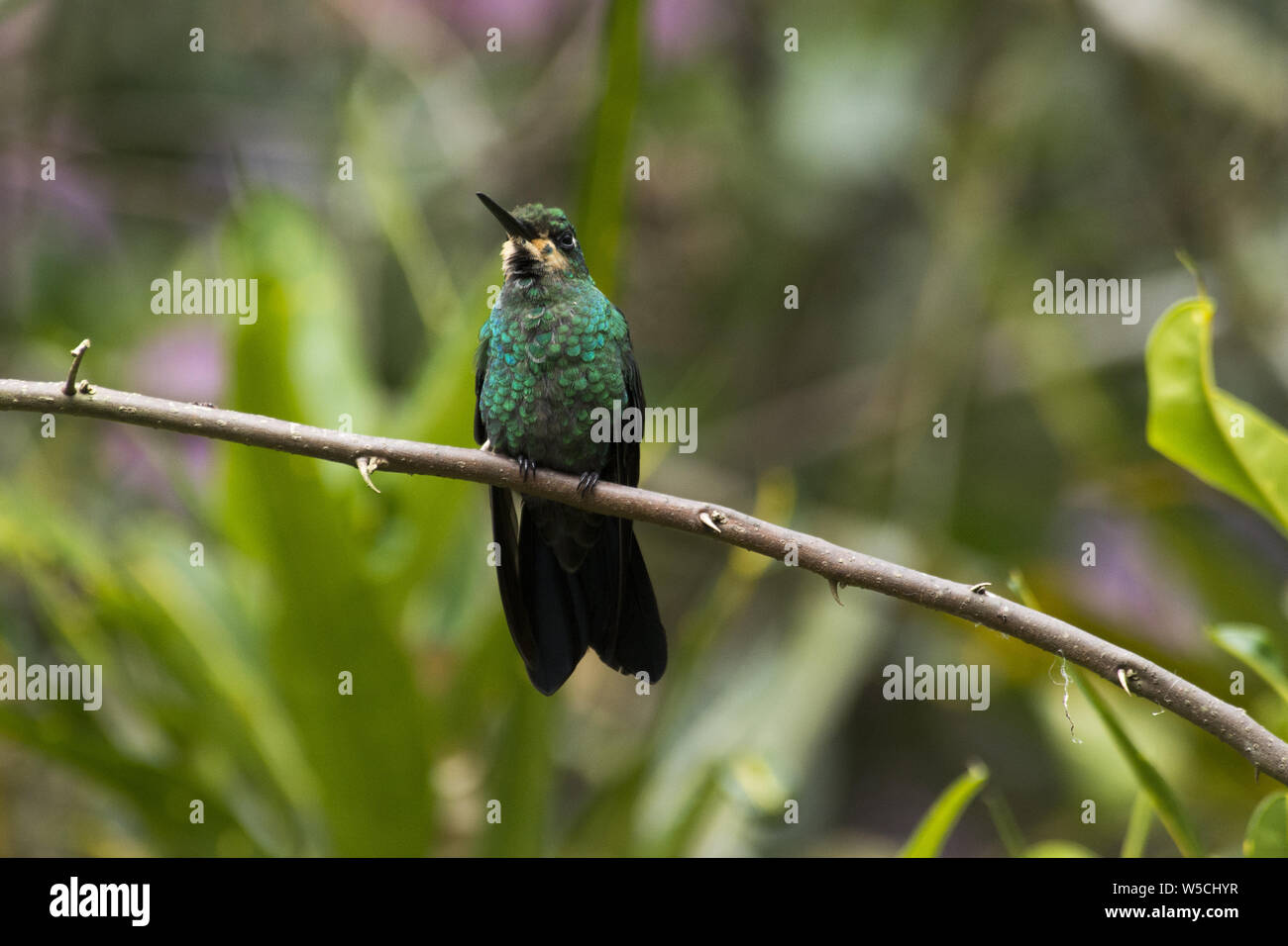 buff-tailed coronet sitting in subtropical rain forest that covers the ...