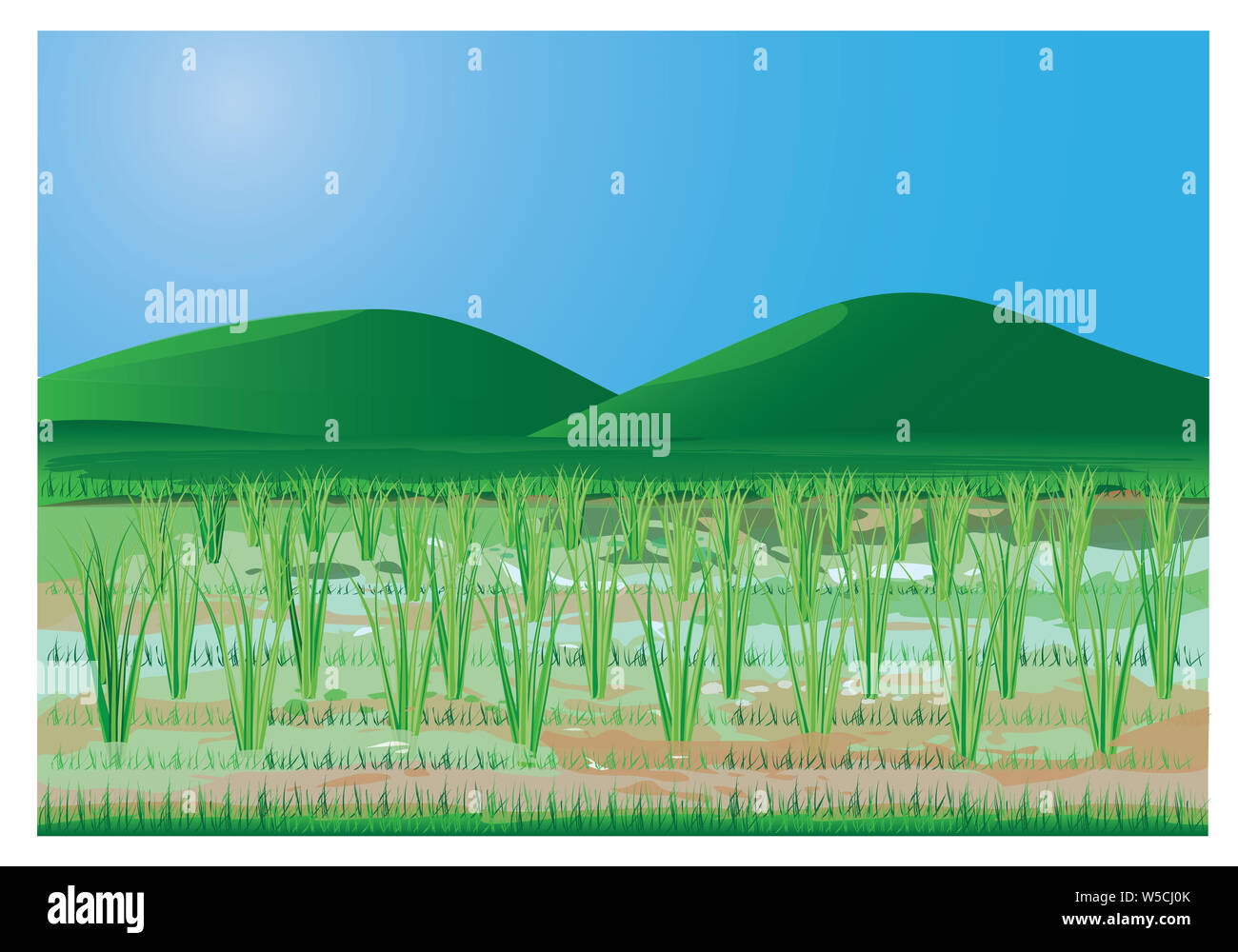 rice plant in paddy field vector design Stock Photo - Alamy