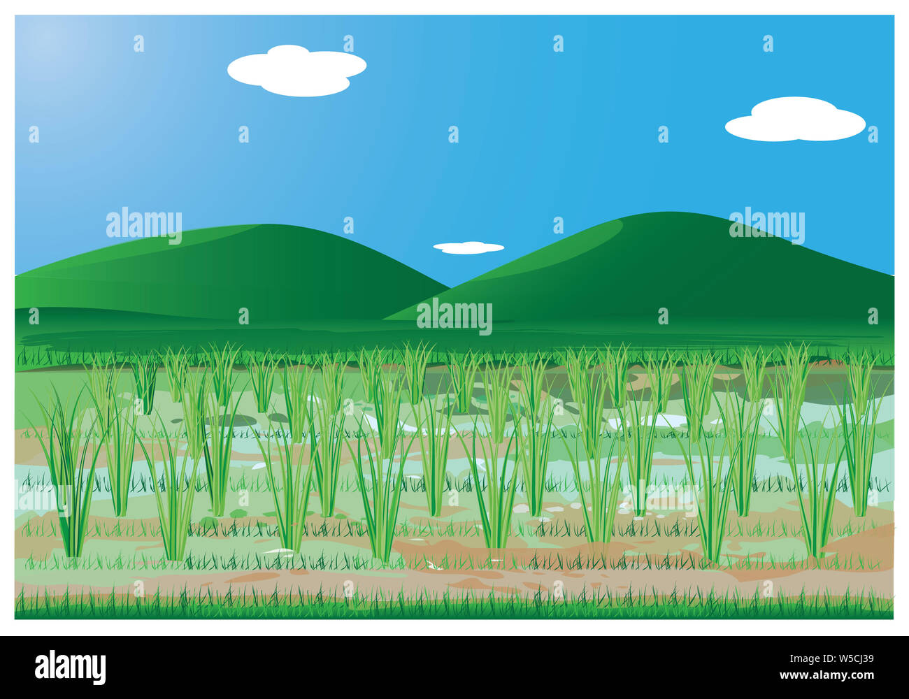 rice plant in paddy field vector design Stock Photo - Alamy