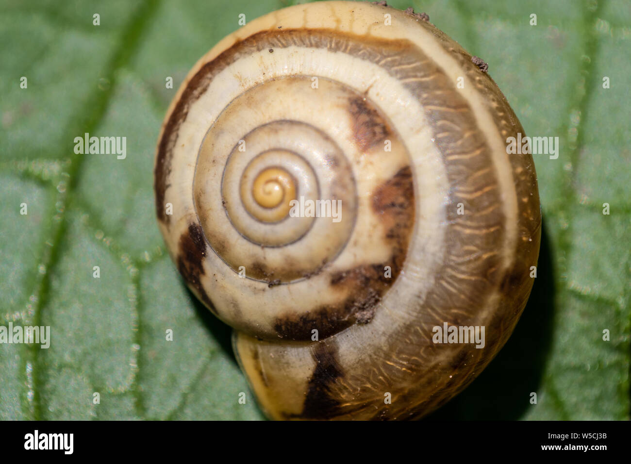Spiral snail hi-res stock photography and images - Alamy