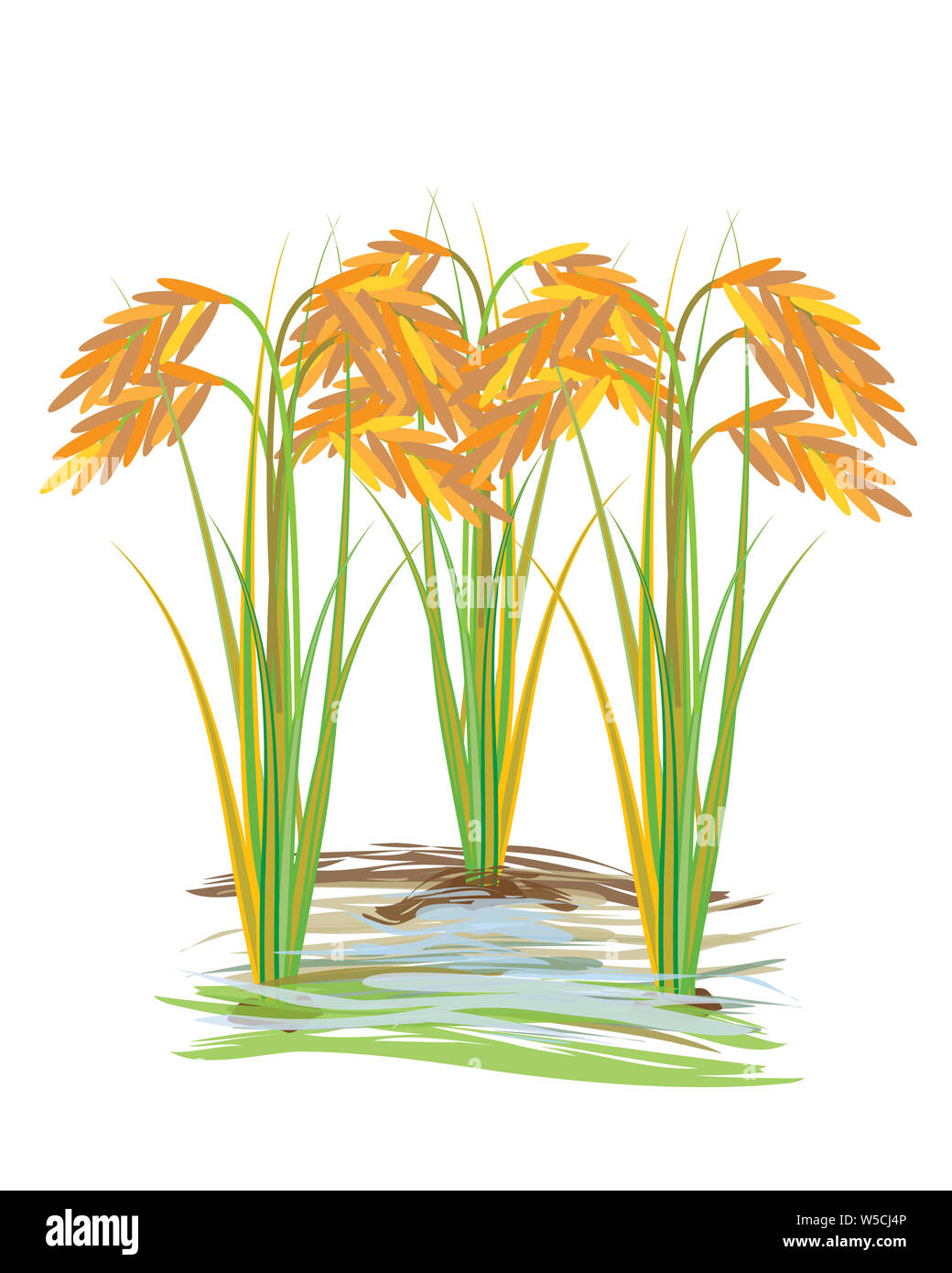 rice plant vetor design Stock Photo - Alamy