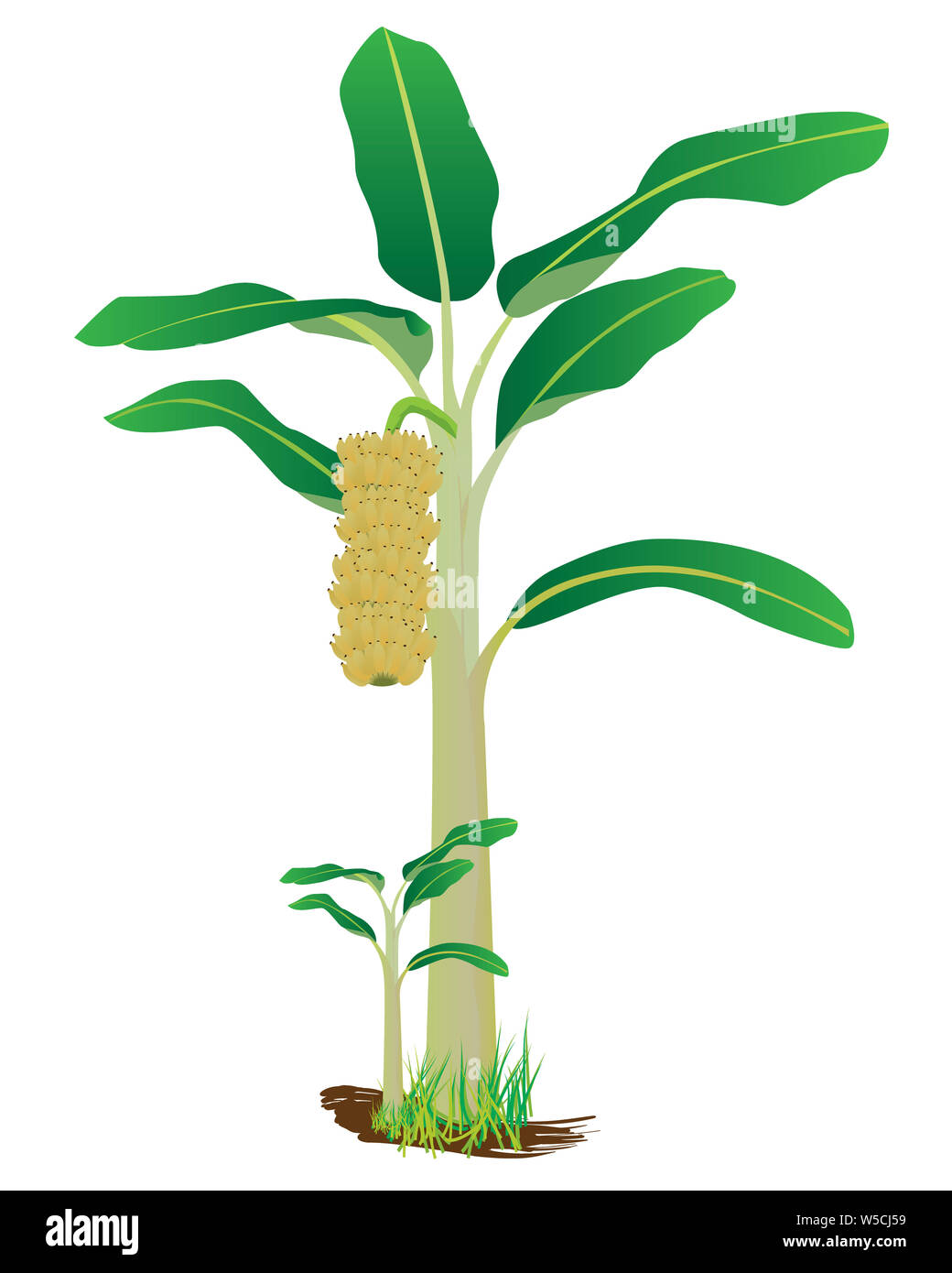 isolated banana plant vector design Stock Photo - Alamy