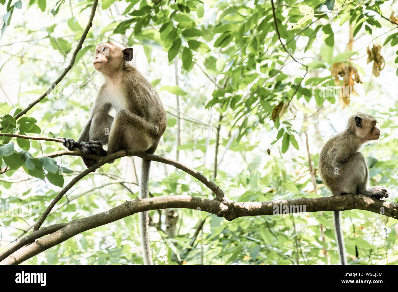 Two monkeys. Sitting back to back on a roof top and looking away ...