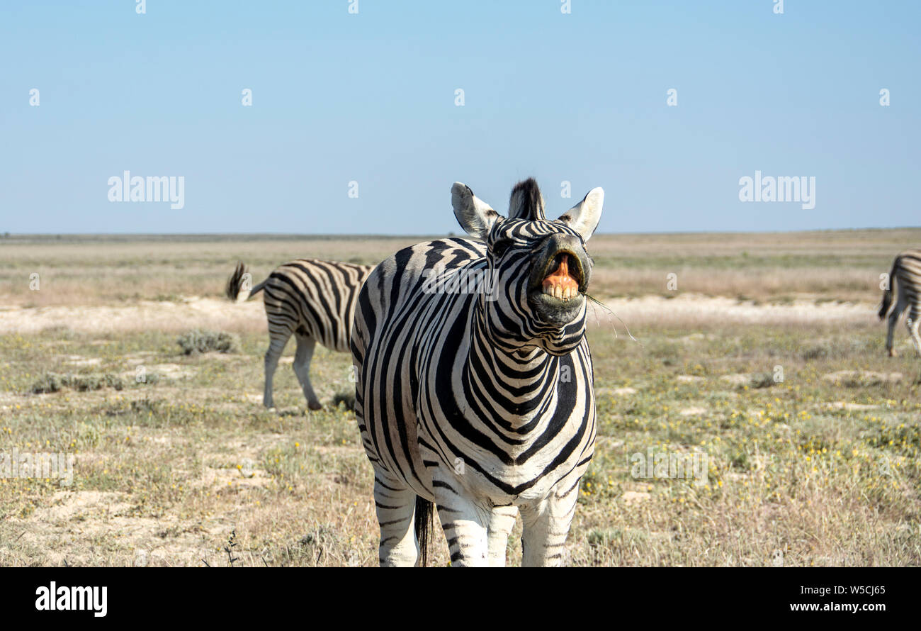 travel northern namibia Stock Photo - Alamy