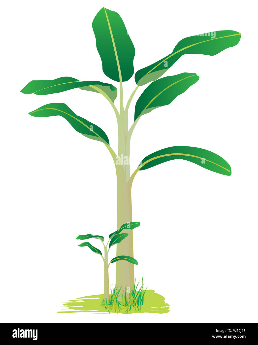 isolated banana plant vector design Stock Photo - Alamy