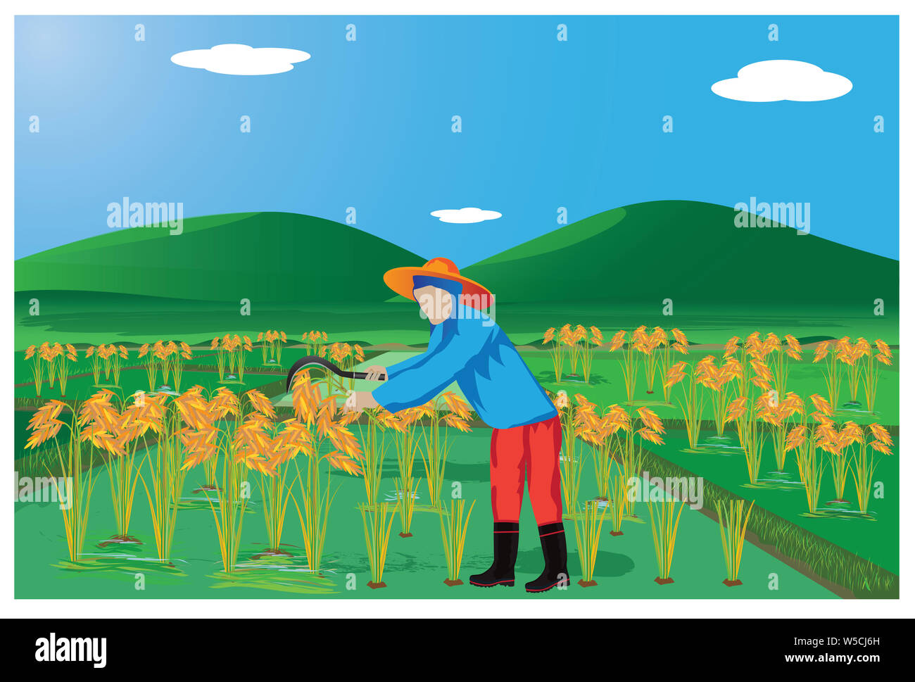 Farmer harvest rice in paddy field Stock Photo - Alamy