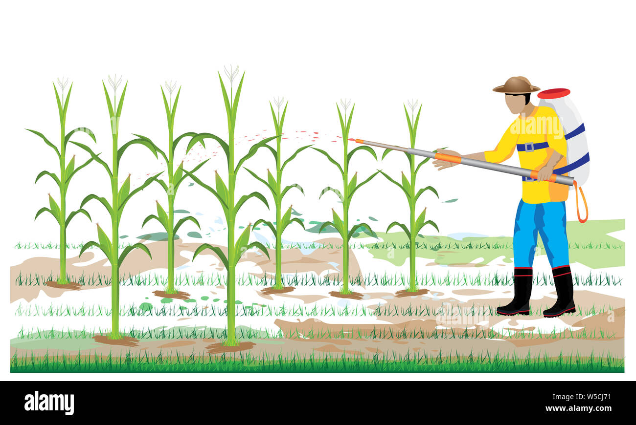 agriculturist spray corn plant vector design Stock Photo - Alamy