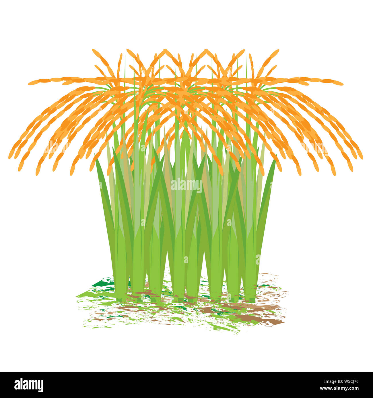 rice plant vetor design Stock Photo - Alamy