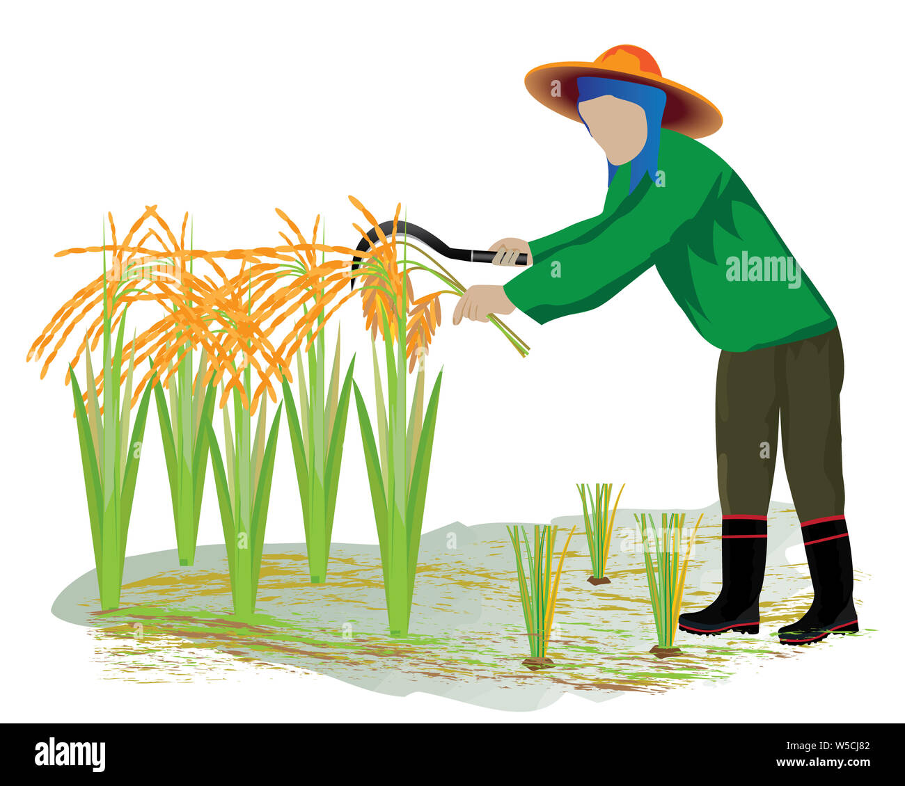 Farmer harvest rice in paddy field Stock Photo - Alamy