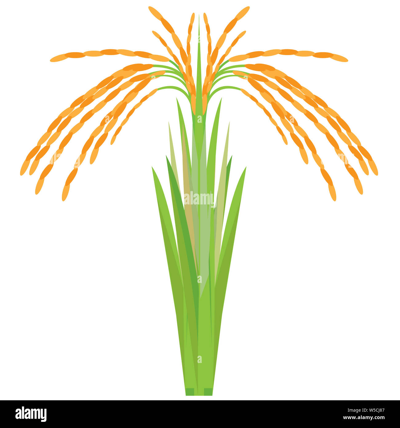 rice plant vetor design Stock Photo - Alamy