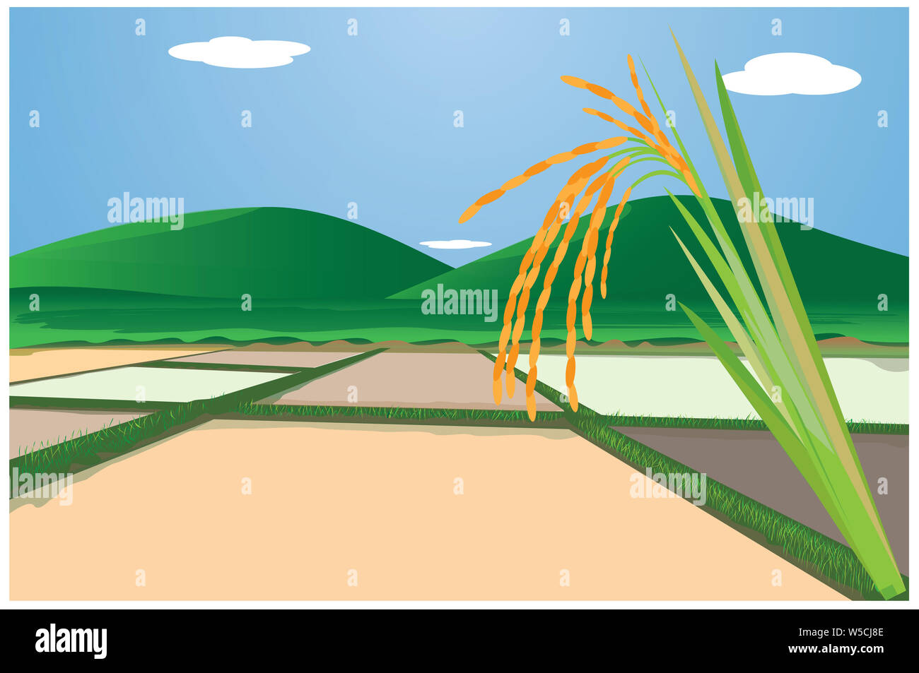 rice with paddy field vector design Stock Photo - Alamy