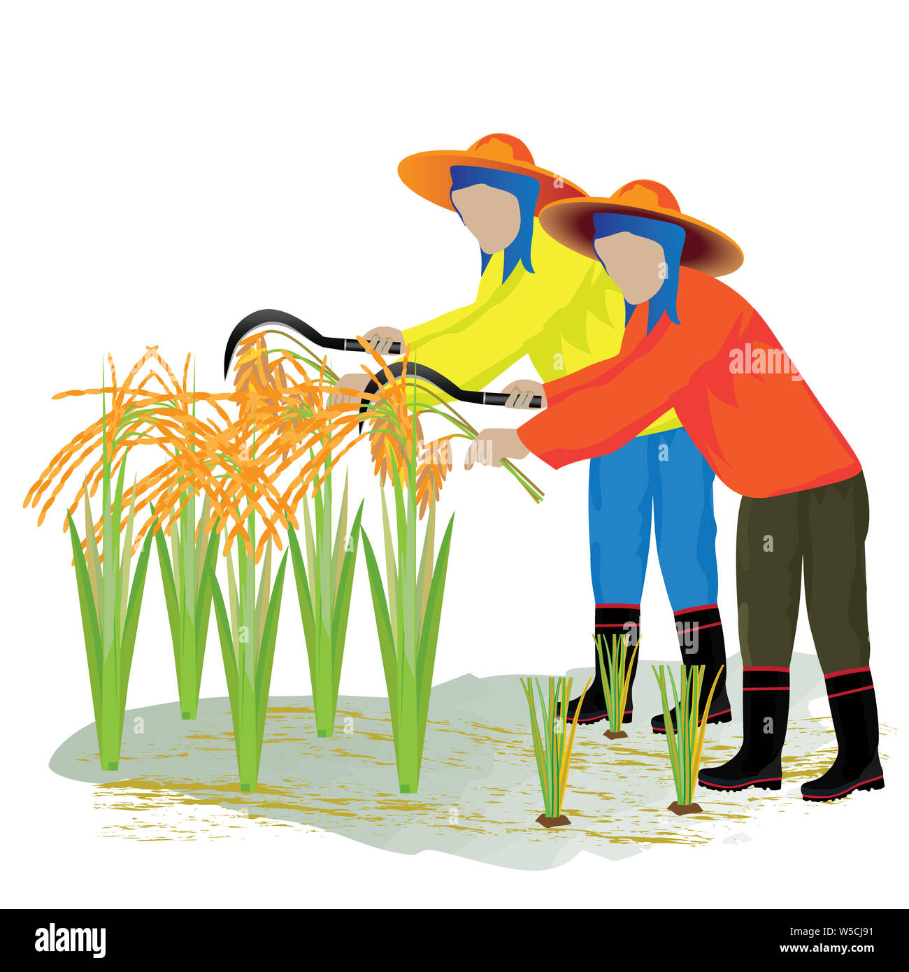 Farmer harvest rice in paddy field Stock Photo - Alamy