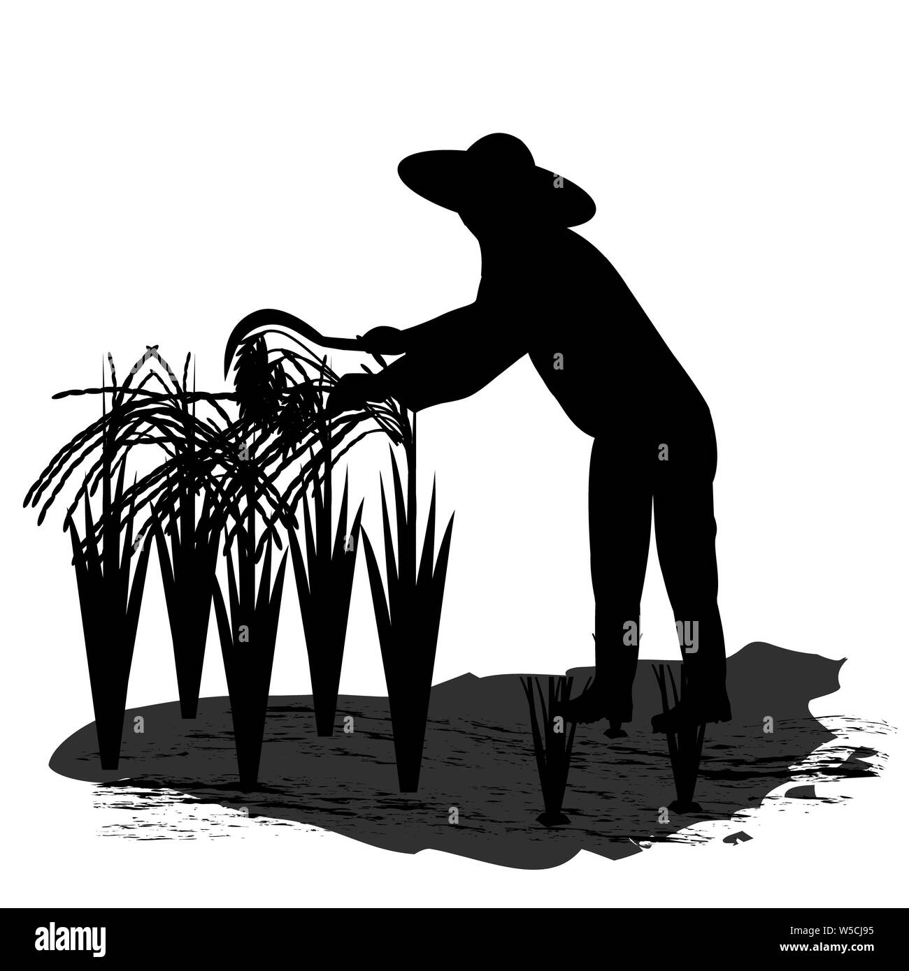 Rice field in Black and White Stock Photos & Images - Alamy