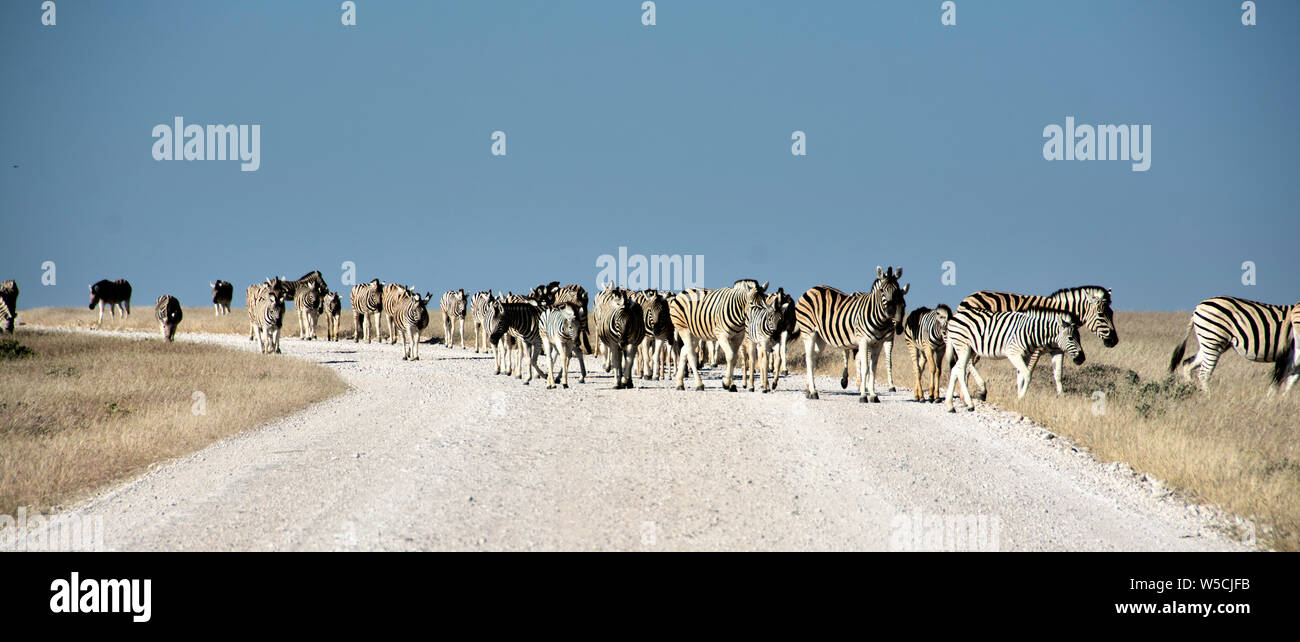 travel northern namibia Stock Photo - Alamy