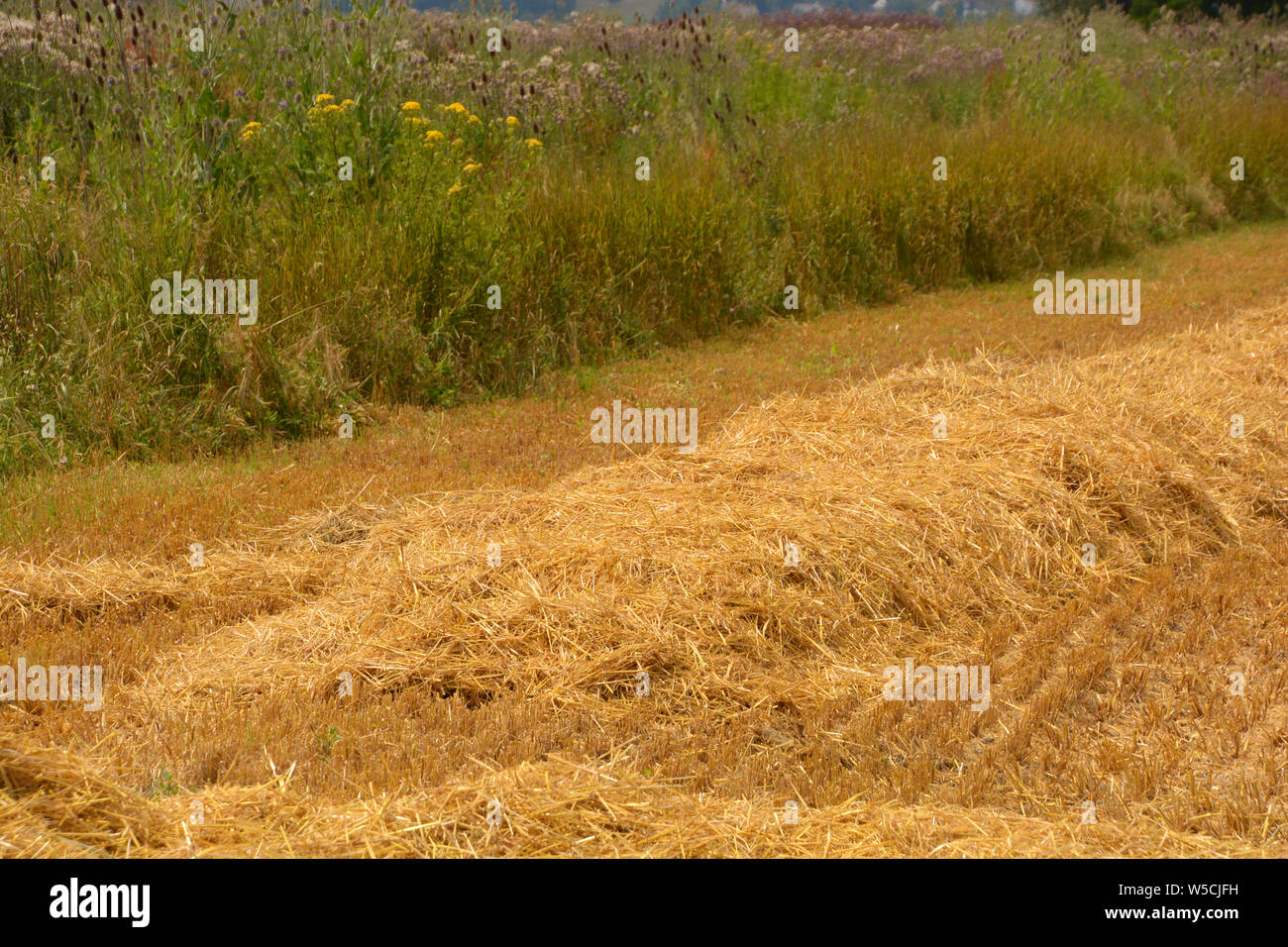 dry straw on a stubble field in front of natural meadow, golden ...