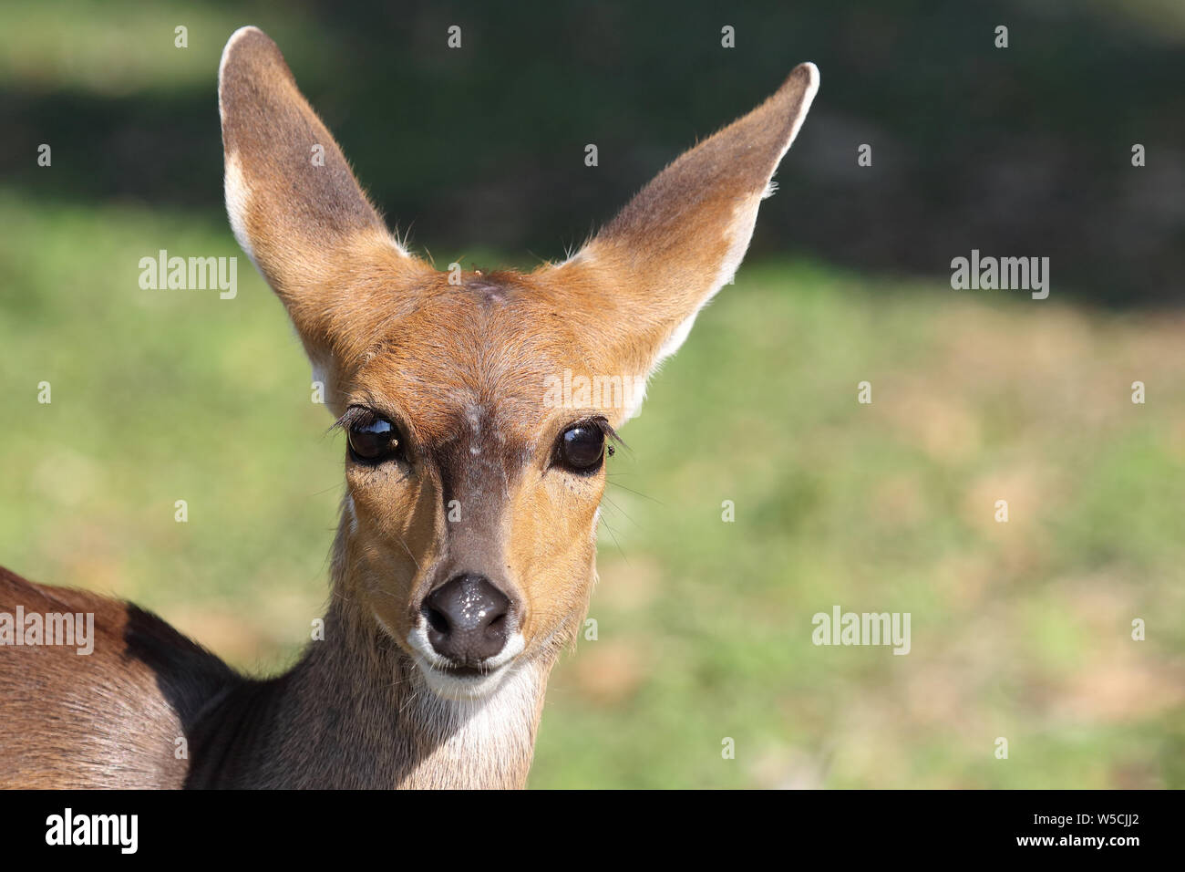 Buschbocke hi-res stock photography and images - Alamy