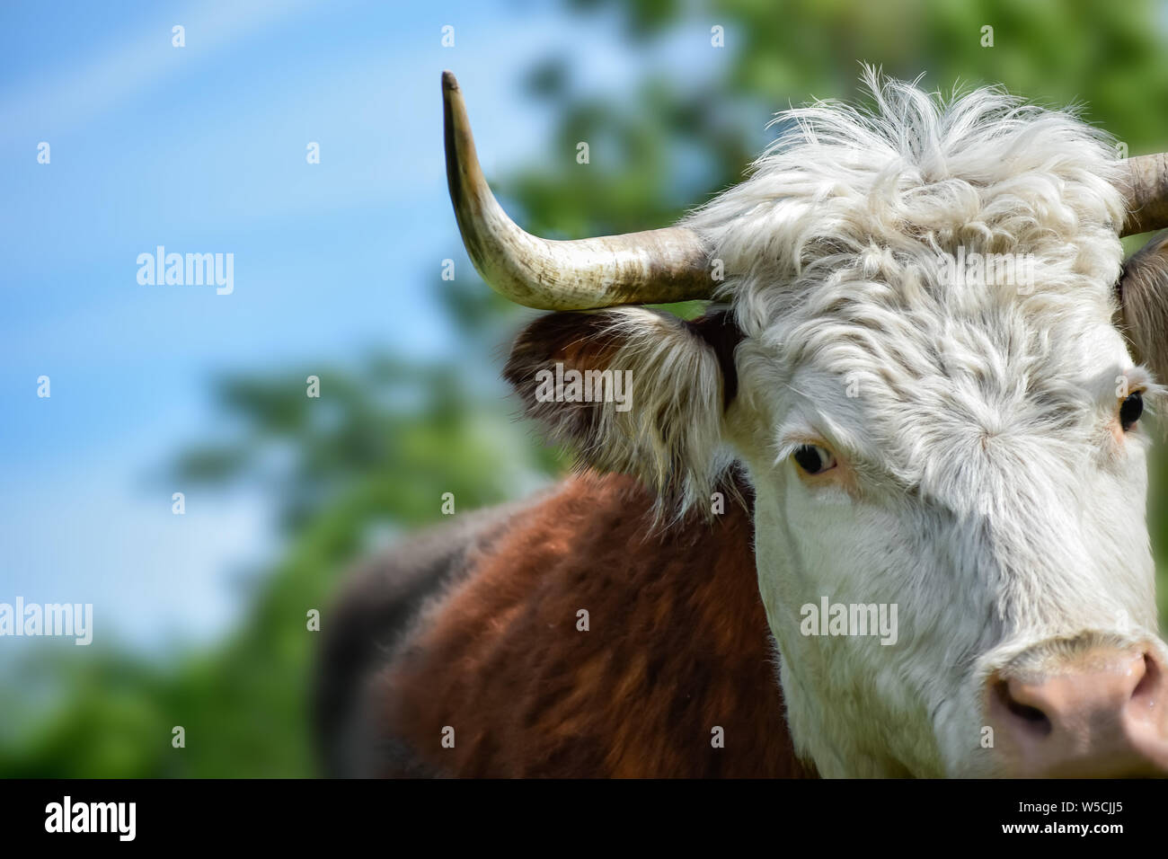 Horned white bull cow hi-res stock photography and images - Alamy
