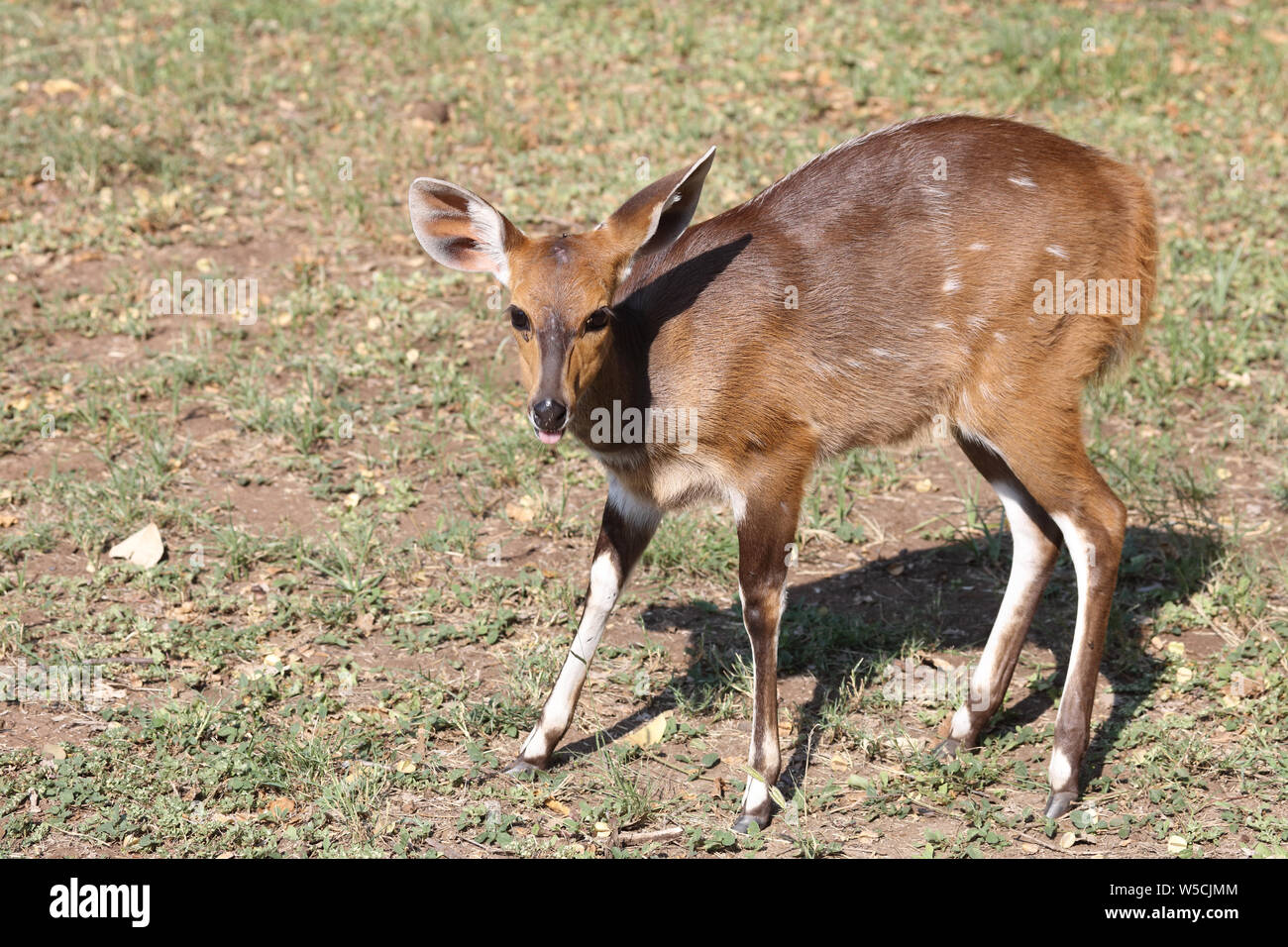Buschbocke hi-res stock photography and images - Alamy