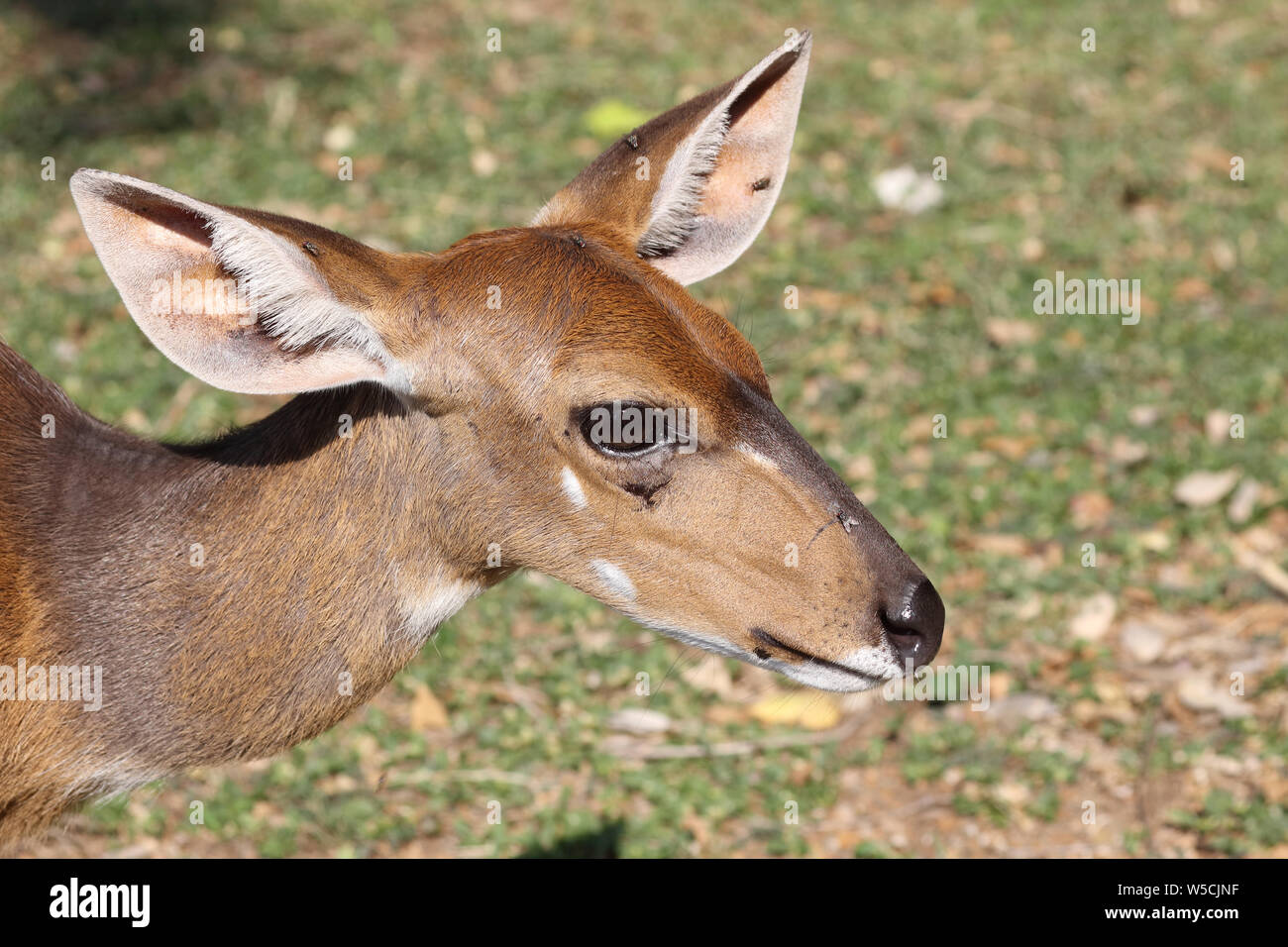 Buschbocke hi-res stock photography and images - Alamy