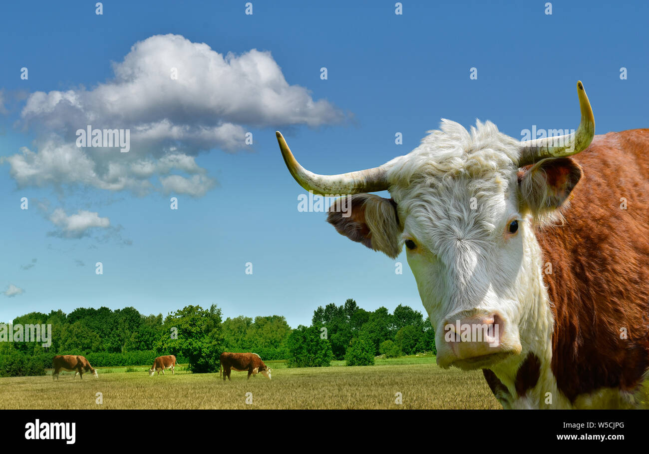 Cow bull head in field flowers Stock Photo - Alamy