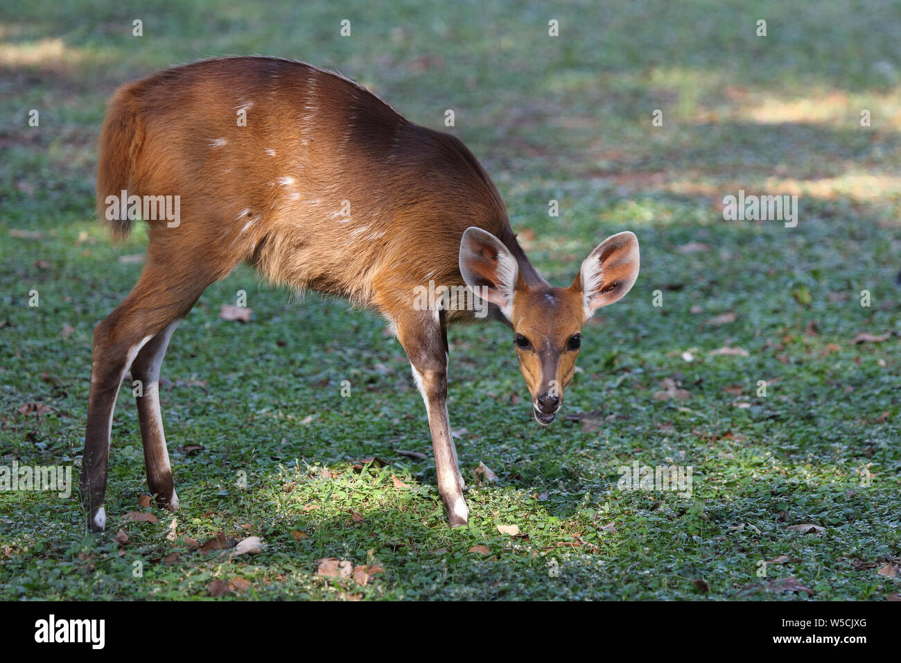 Buschbocke hi-res stock photography and images - Alamy