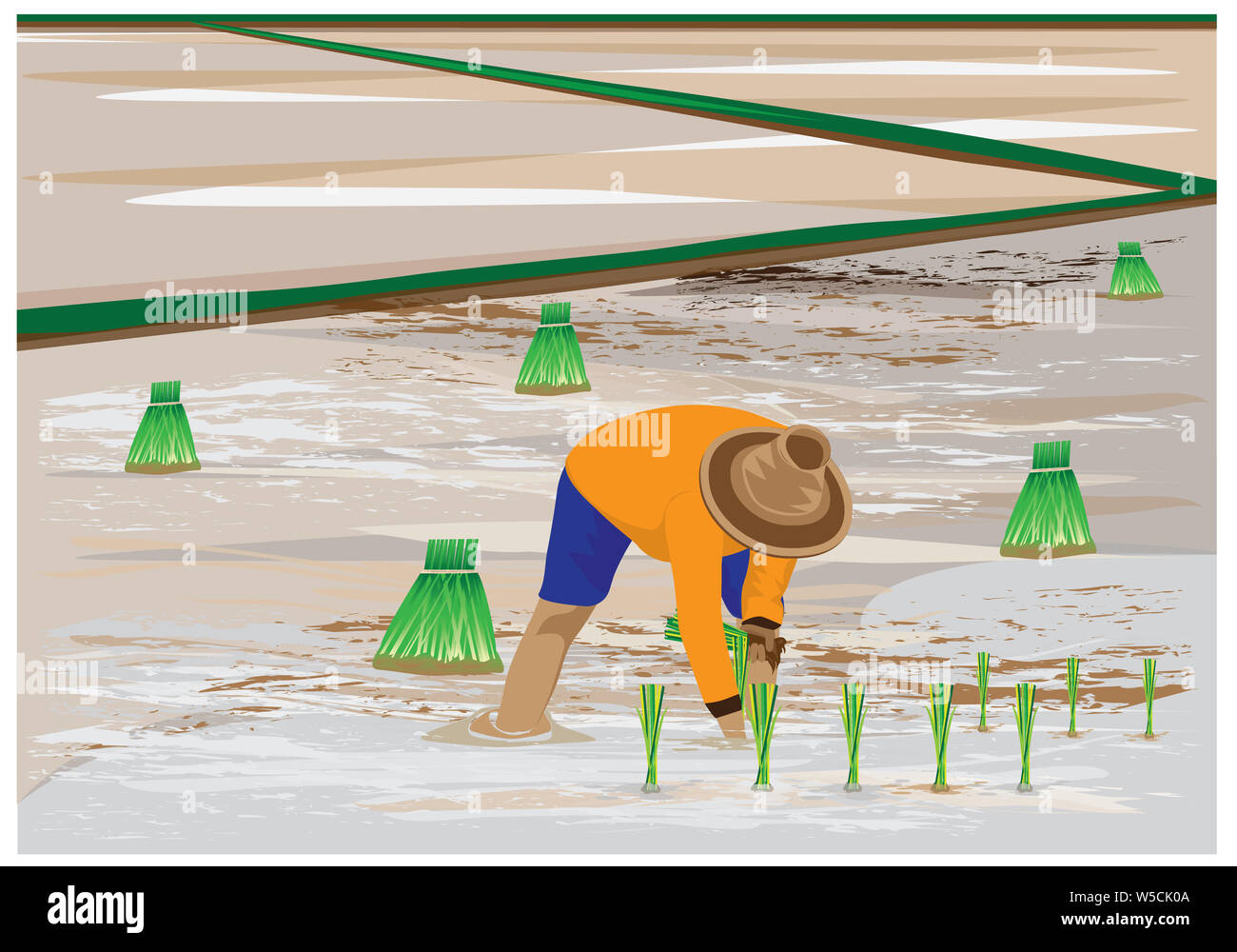 farmer transplant rice seeding in paddy field vector design Stock Photo ...