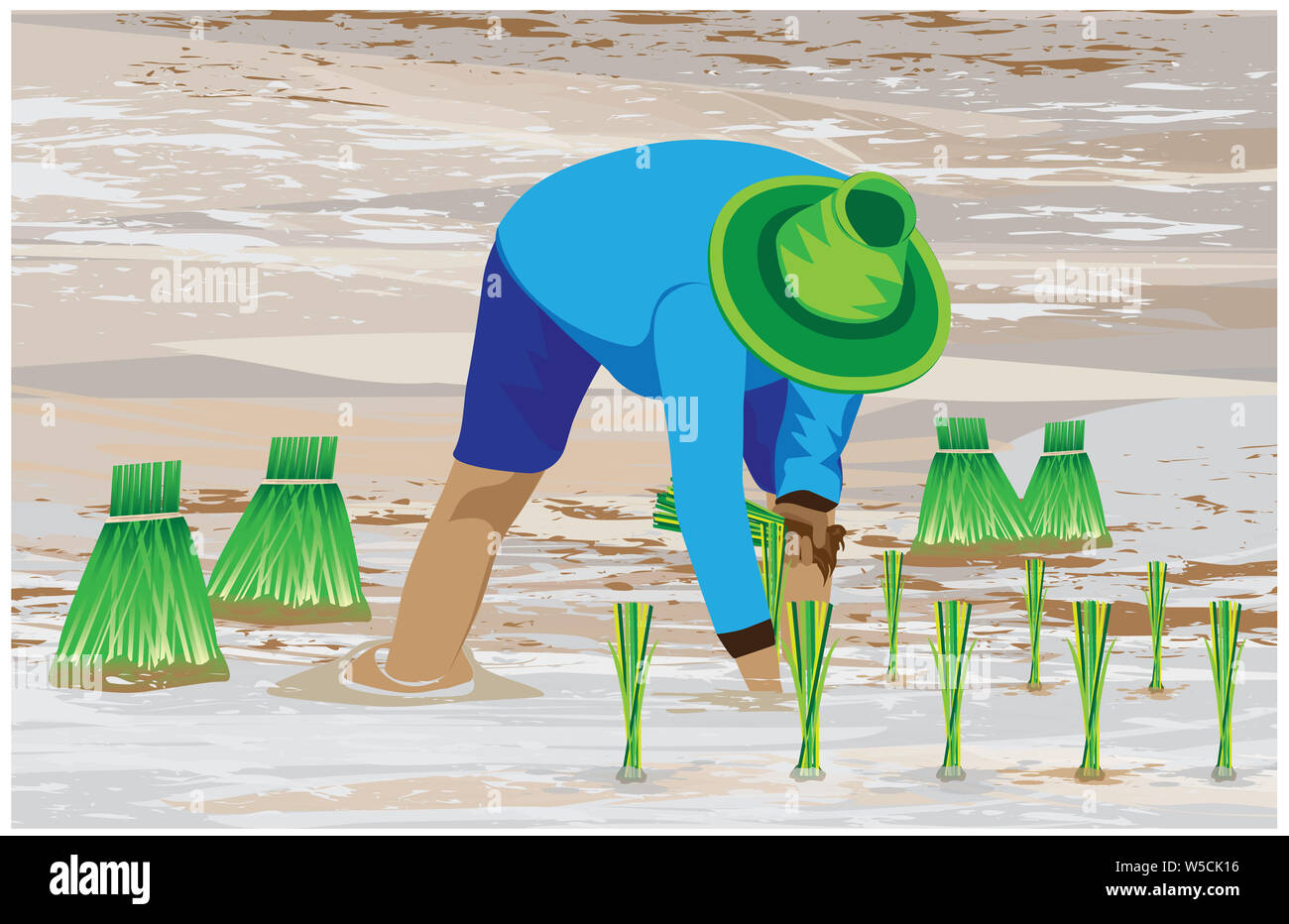 farmer transplant rice seeding in paddy field vector design Stock Photo ...