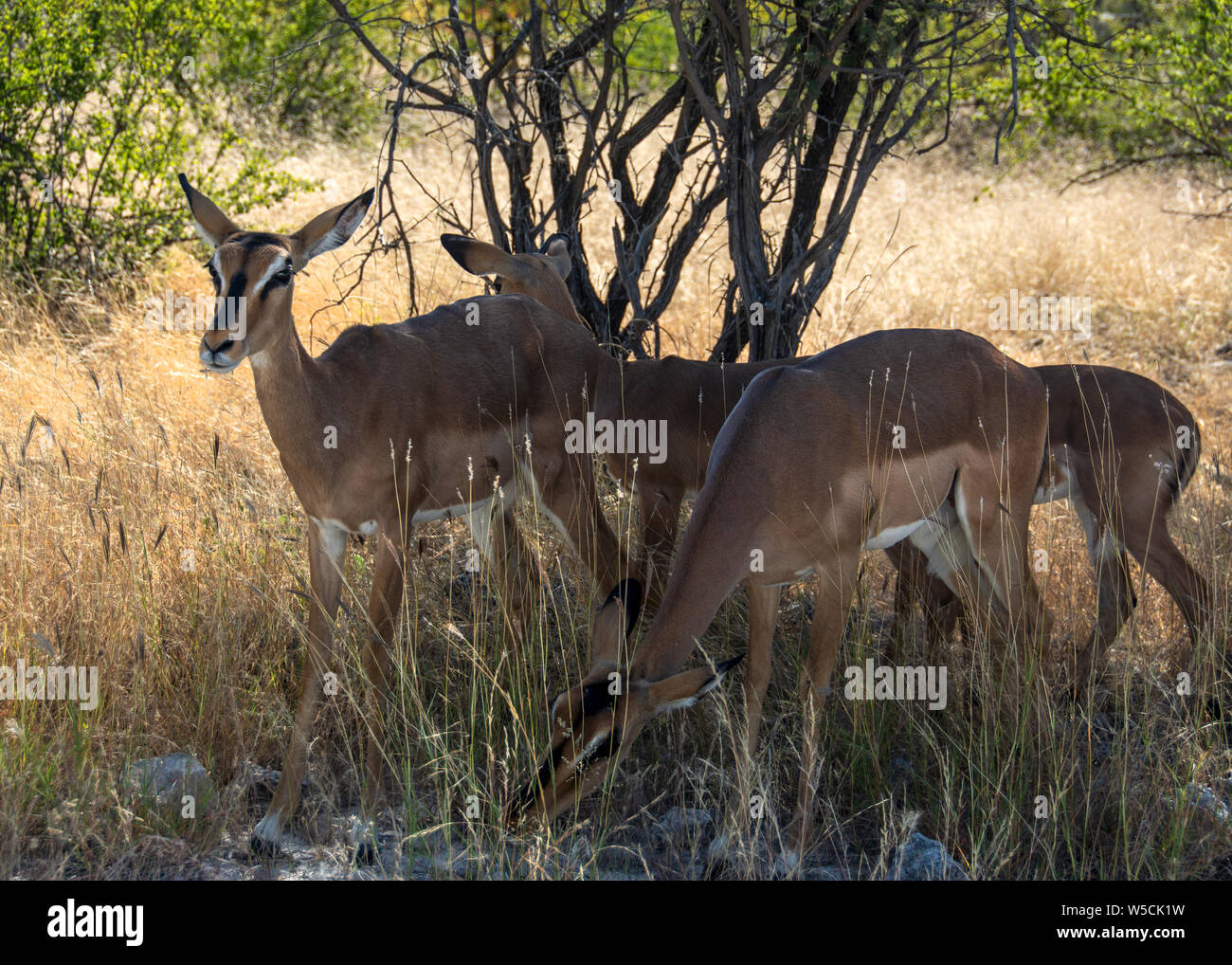 travel northern namibia Stock Photo - Alamy