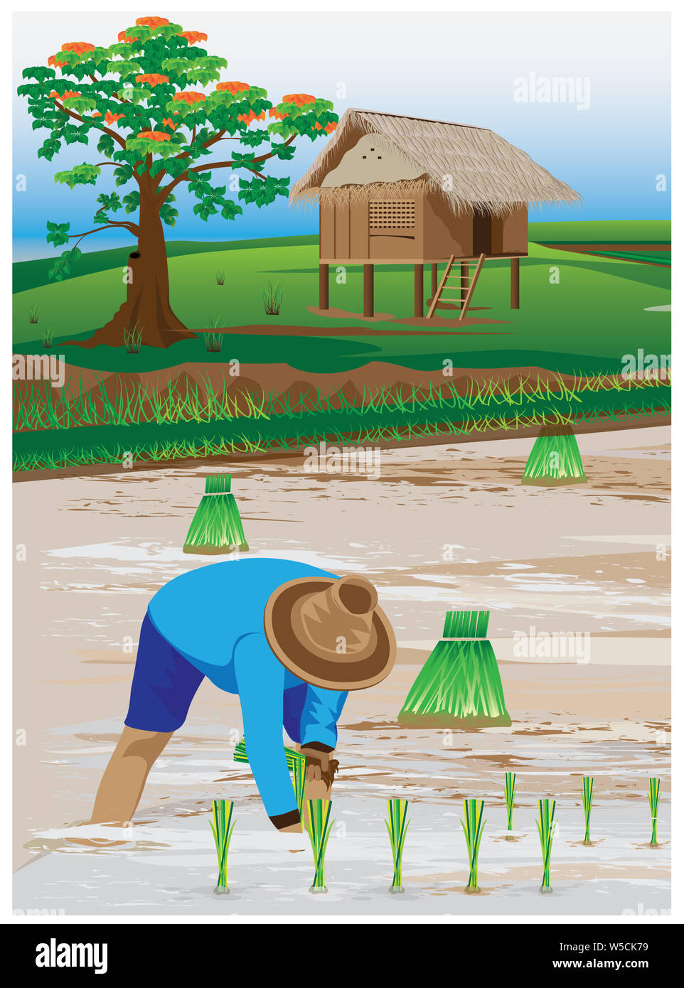 farmer transplant rice seeding in paddy field vector design Stock Photo ...