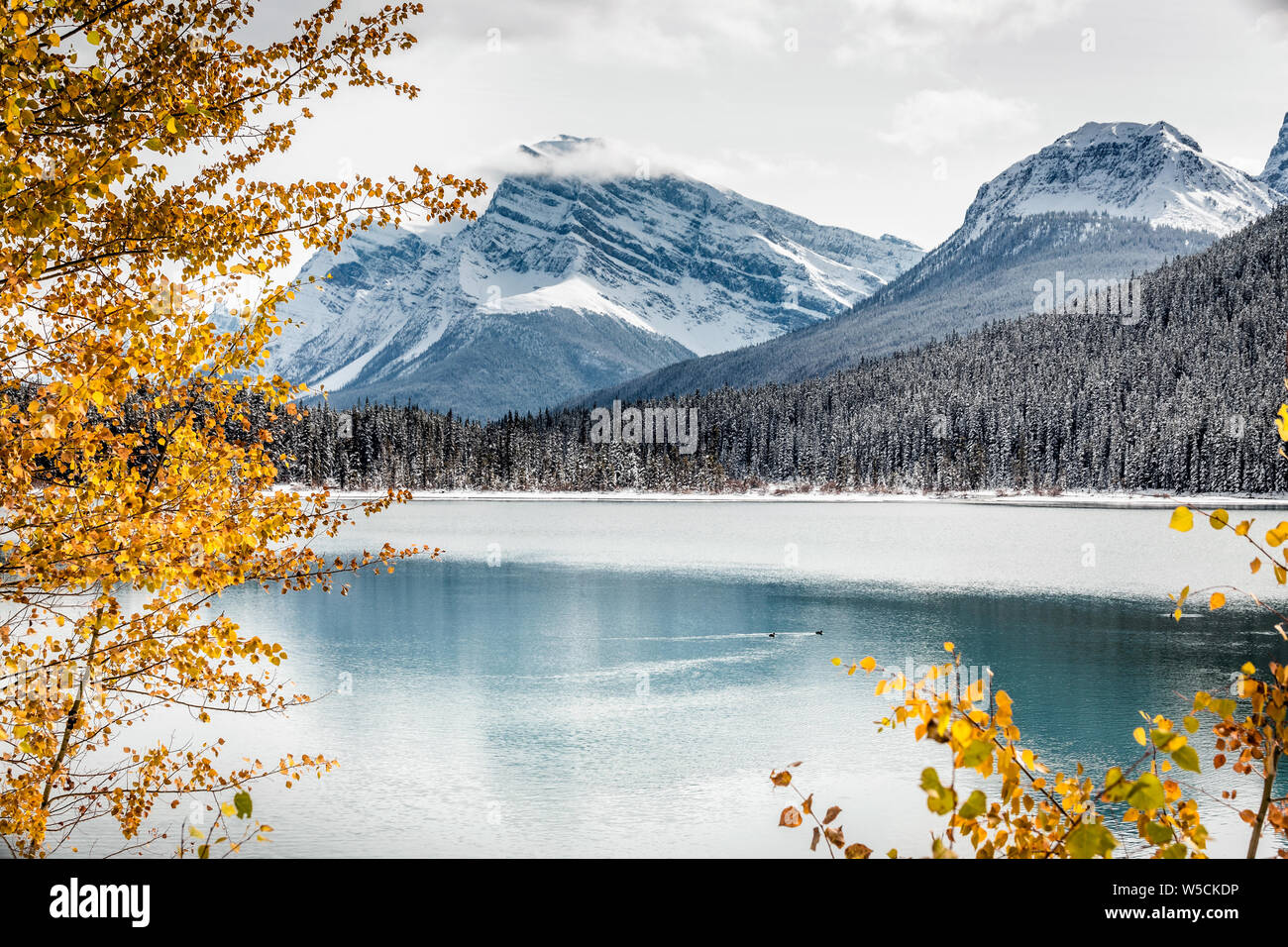 Chephren Lake with reflection at Banff National Park, Canada Stock ...