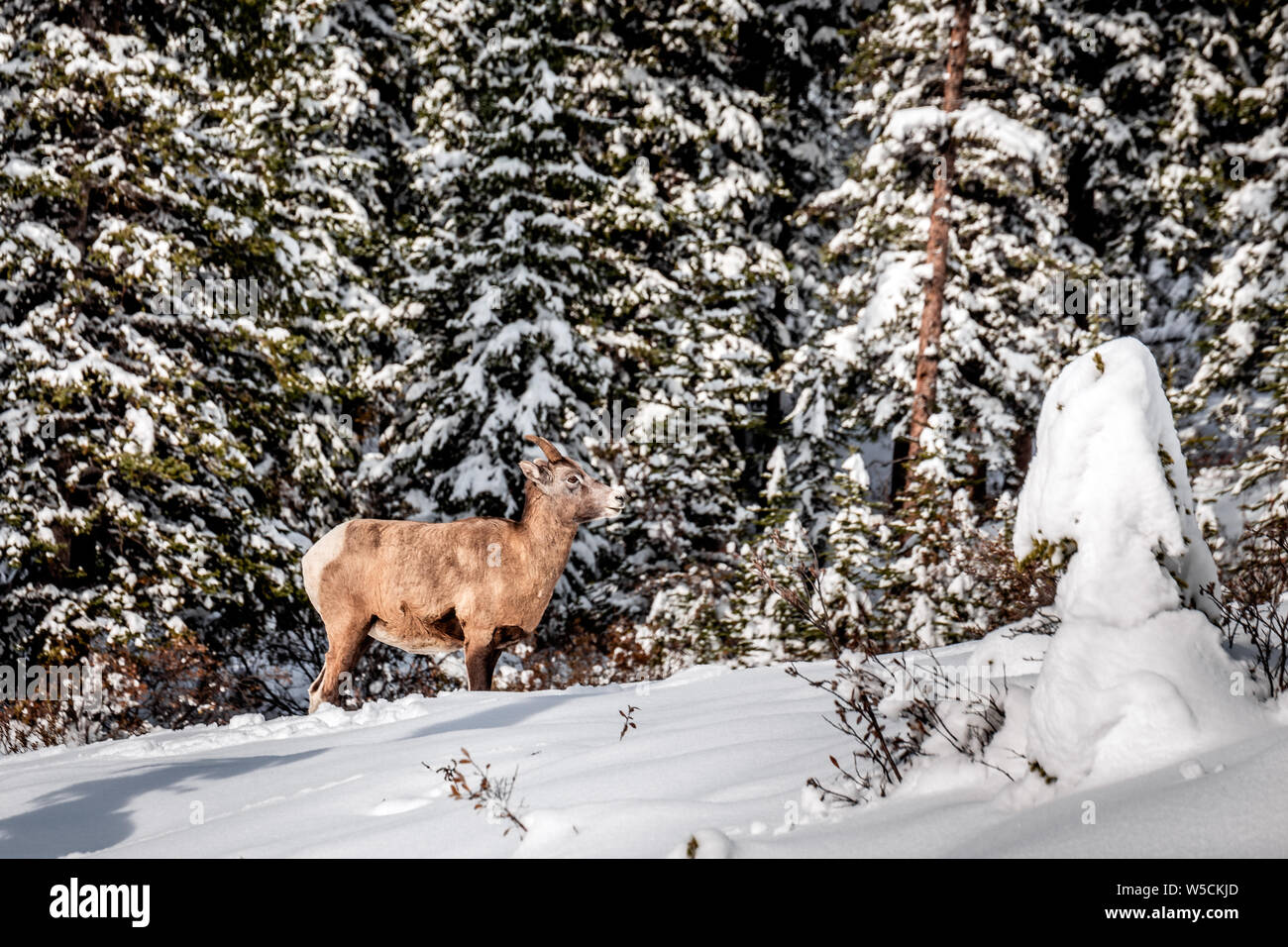 Goat in snow at Banff National Park, Canada Stock Photo - Alamy