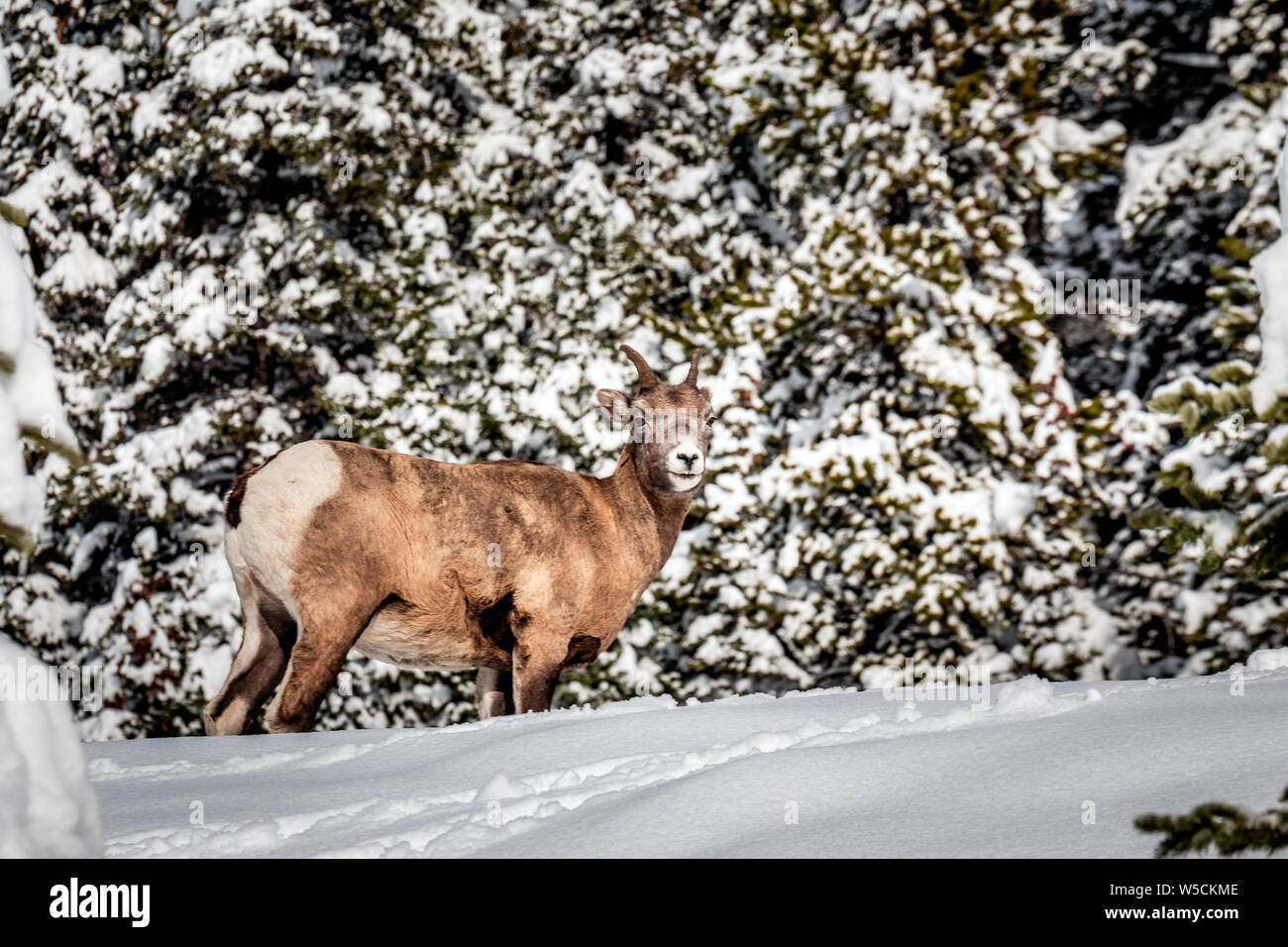 Goat train hi-res stock photography and images - Alamy