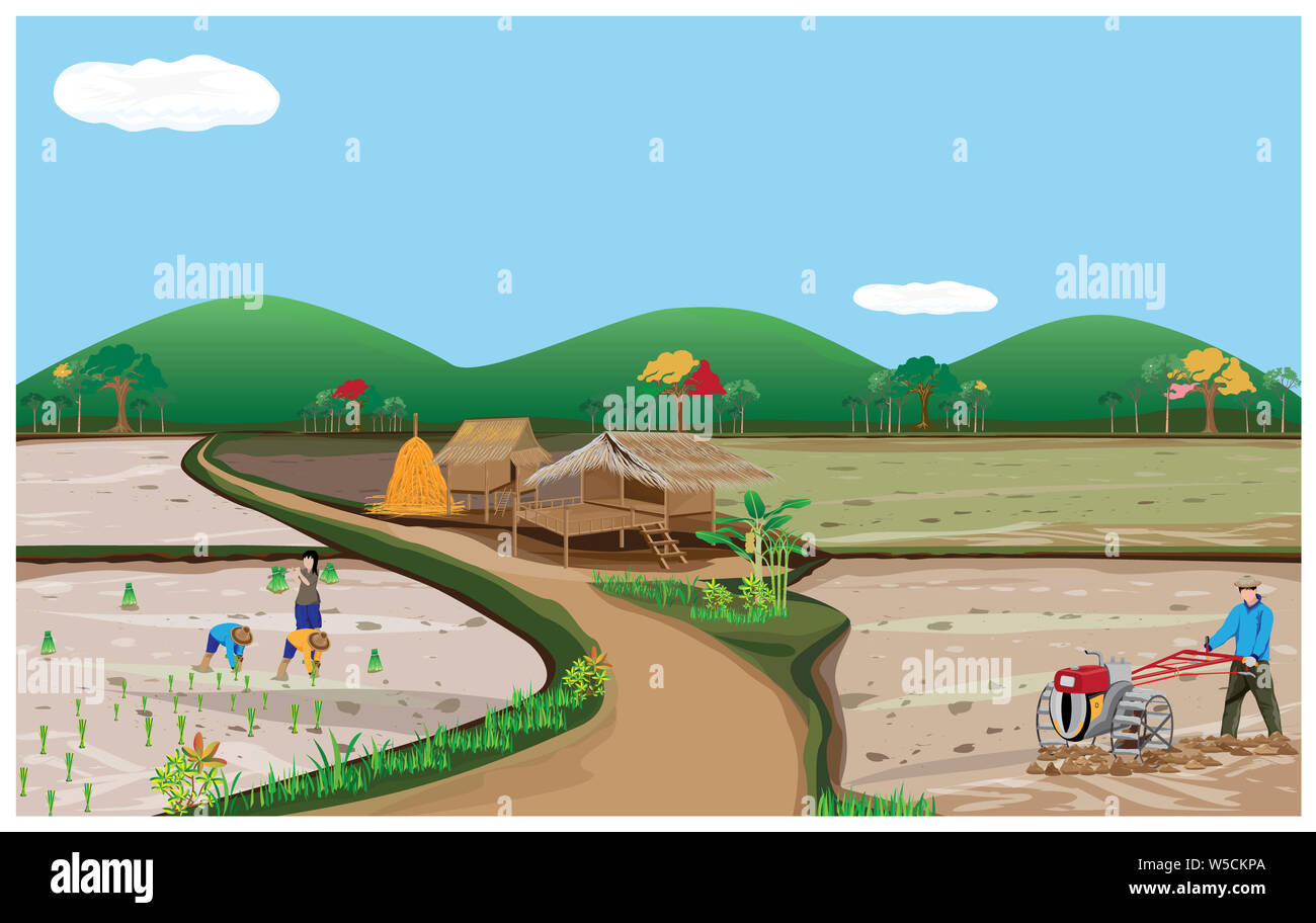 farmer transplant rice seeding in paddy field vector design Stock Photo ...