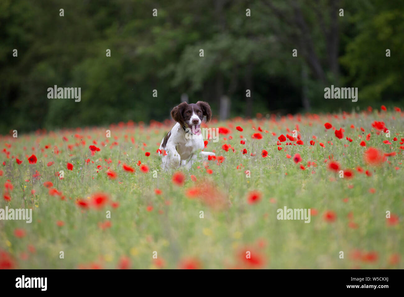 English Springer Spaniel, poppy field, bubbles Stock Photo - Alamy