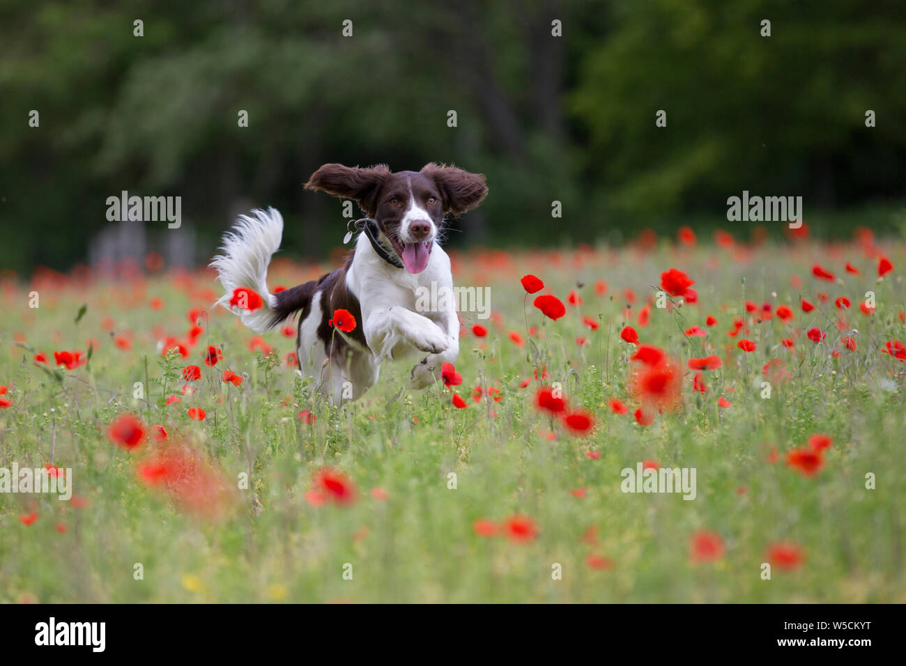 Poppy dog hi-res stock photography and images - Alamy