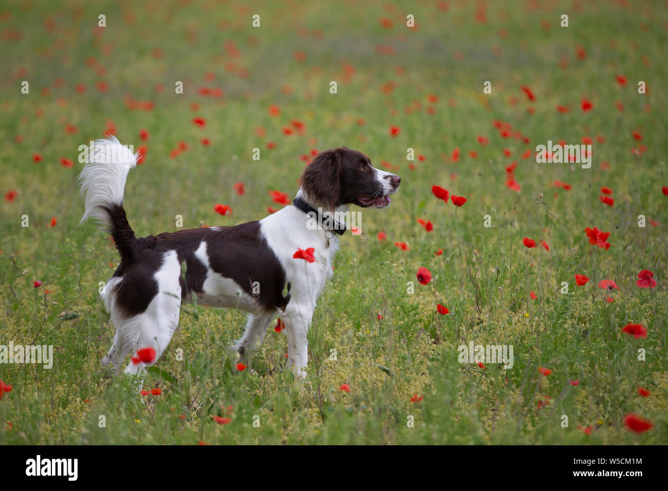 English Springer Spaniel, poppy field, bubbles Stock Photo - Alamy