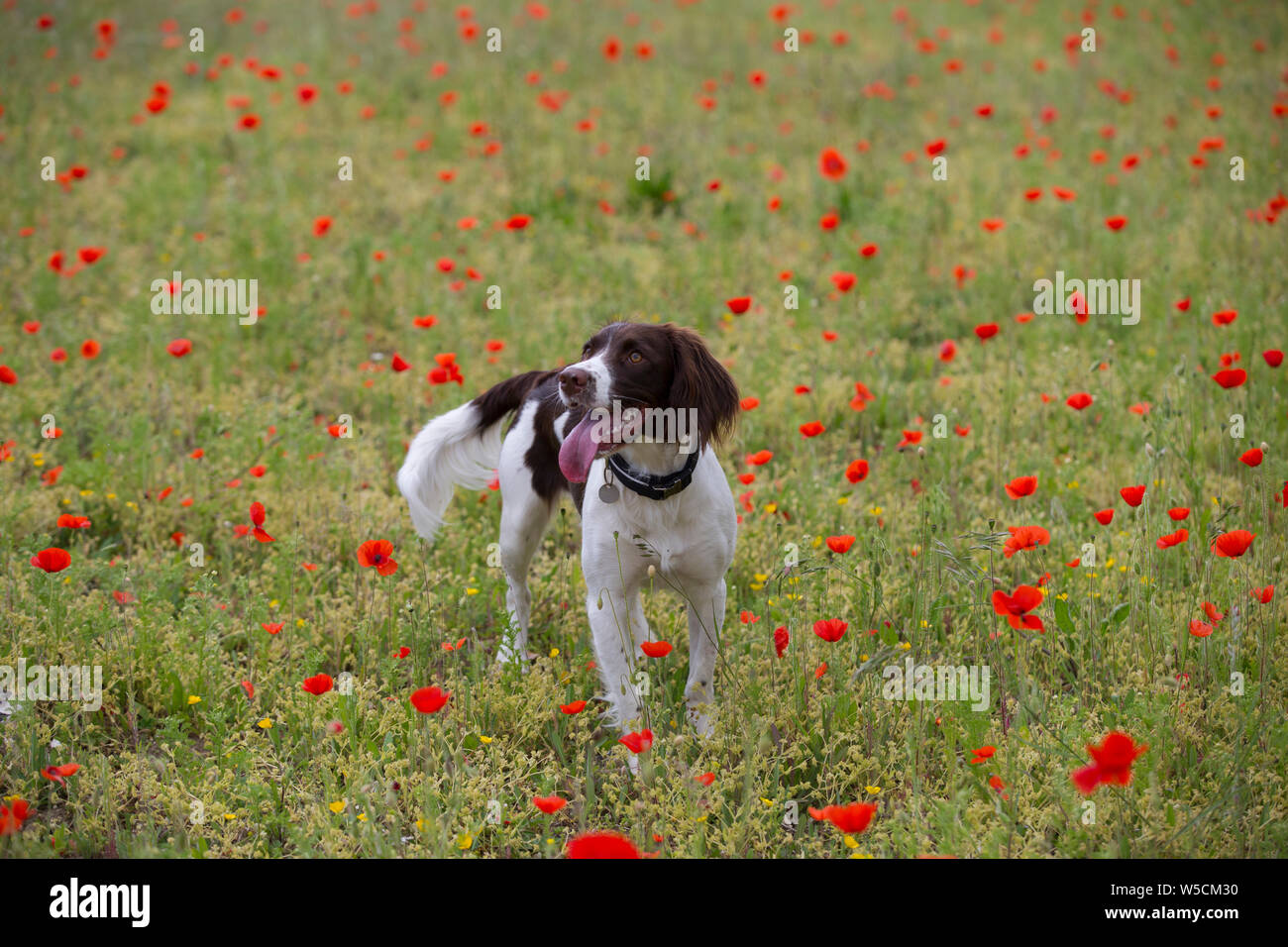 English Springer Spaniel, poppy field, kent uk, stunning Stock Photo ...