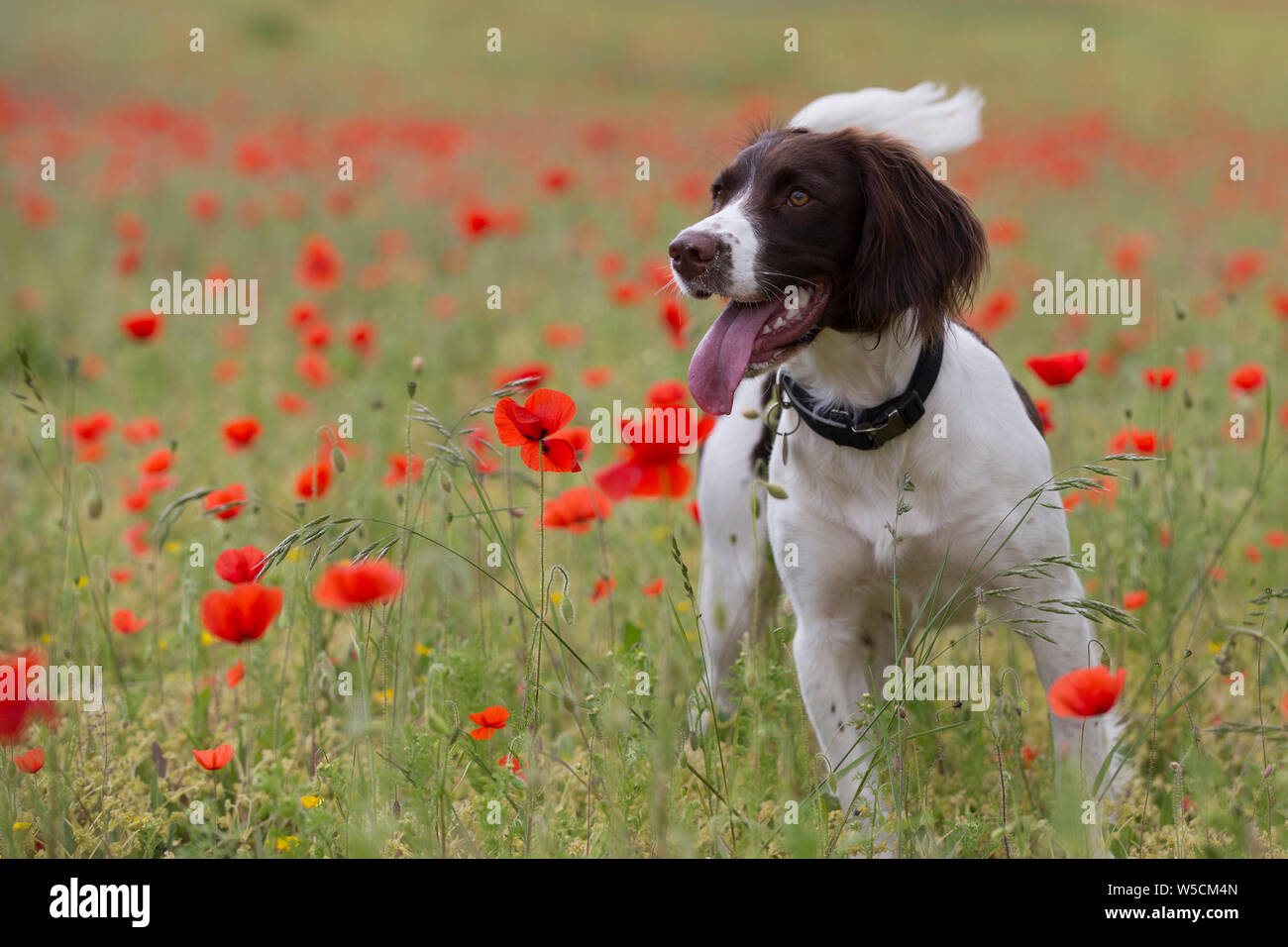 English Springer Spaniel, poppy field, kent uk, stunning Stock Photo ...