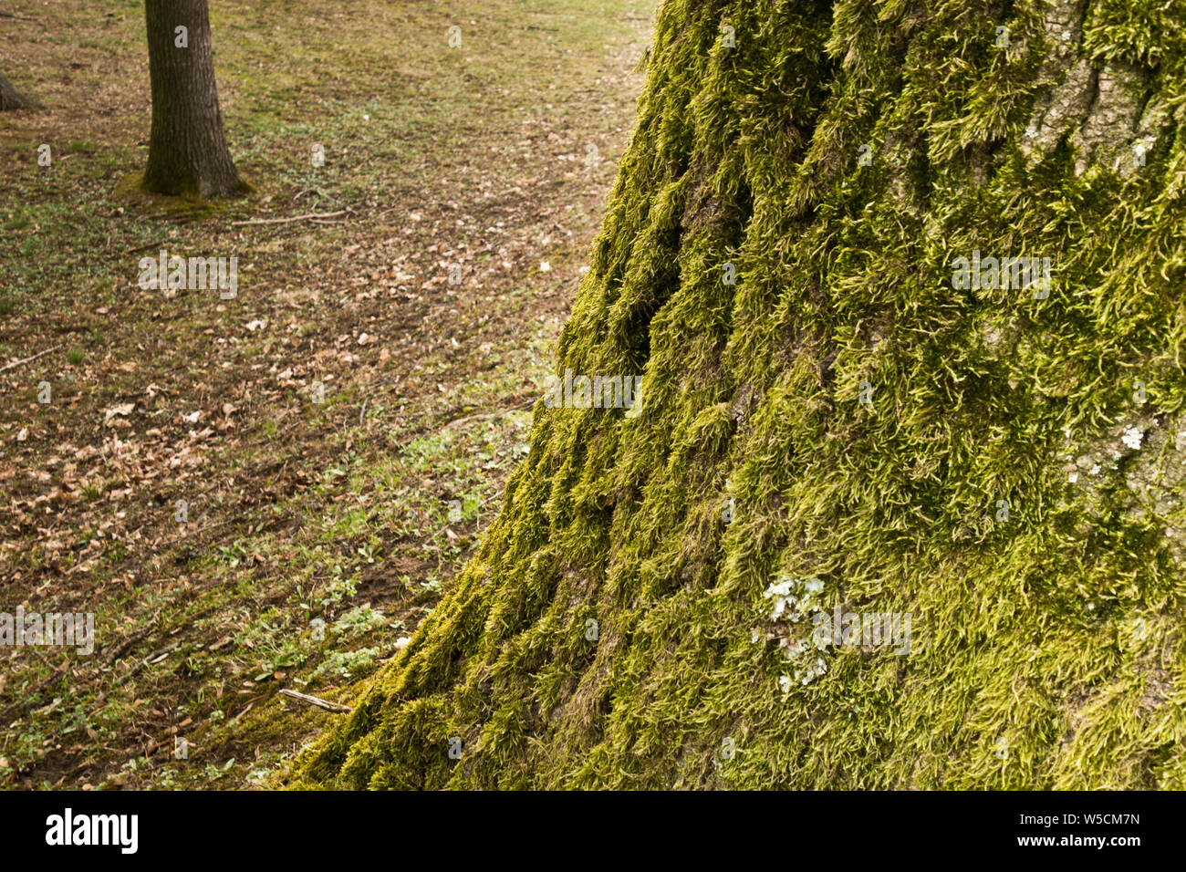 moss on a tree trunk Stock Photo - Alamy