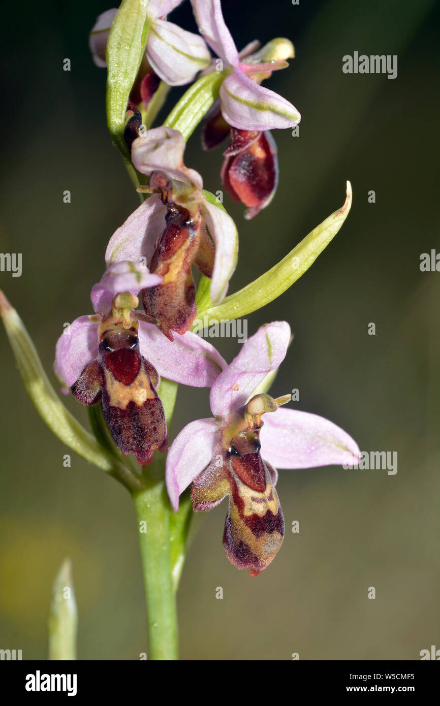 Very Rare Hybrid between Bee Orchid and Fly Orchid Ophrys x pietschii ...