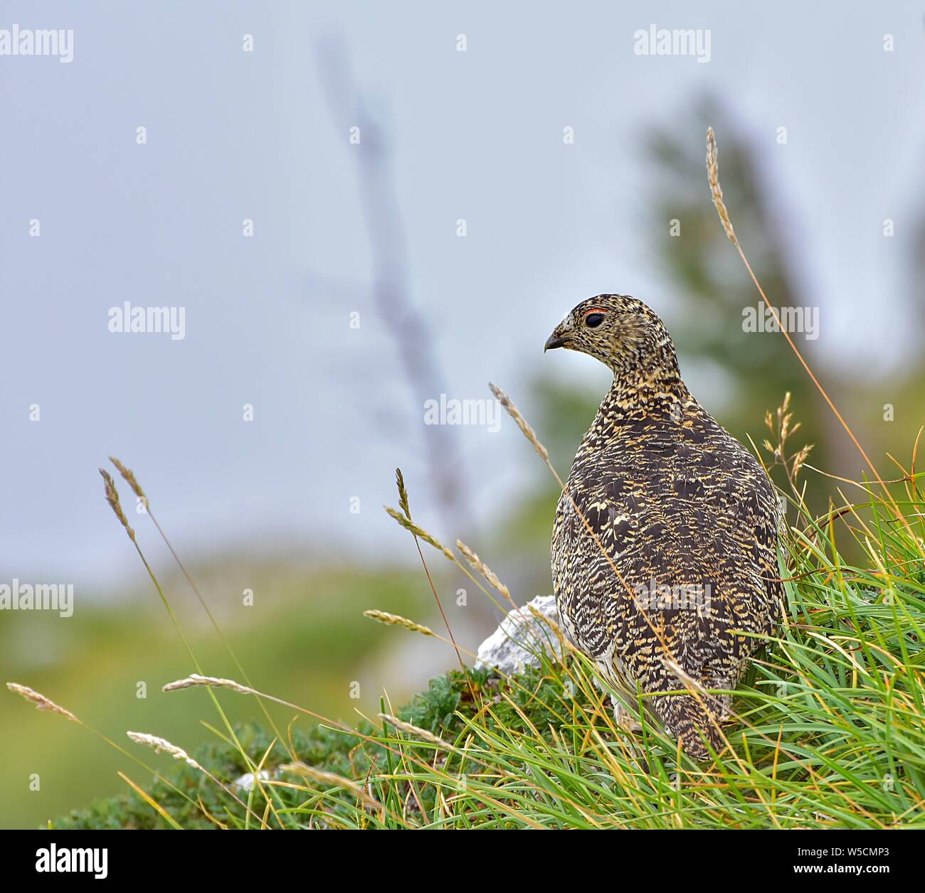 Beautiful Rock ptarmigan, Snow chicken Lagopus mutus. In the cloudy and ...