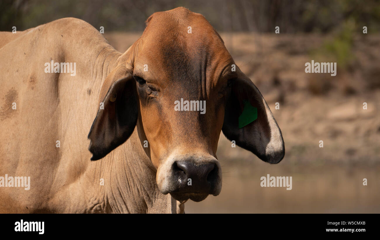 Australian beef cow hi-res stock photography and images - Alamy