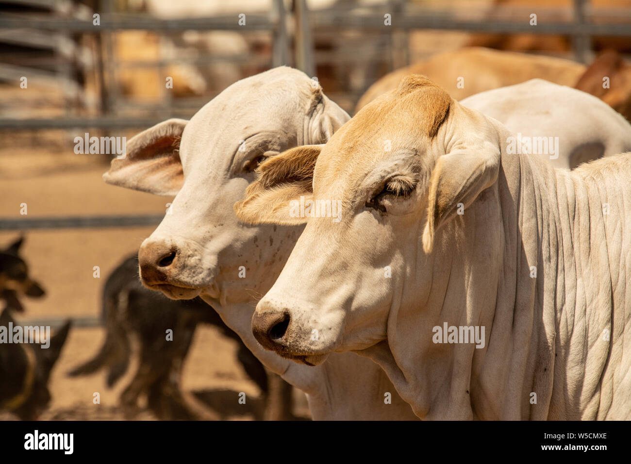 Charbray cattle hi-res stock photography and images - Alamy