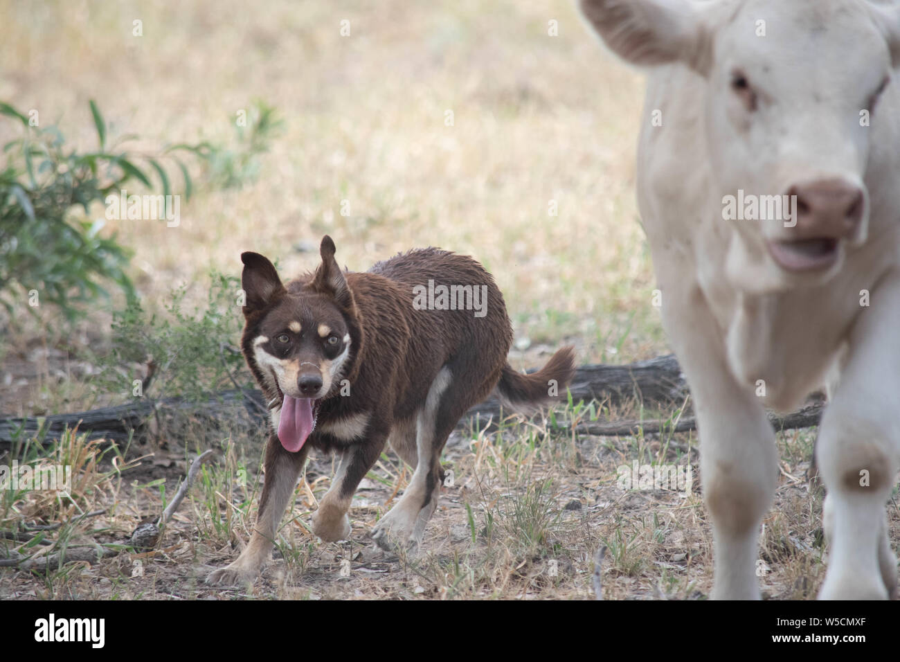 Australian cattle station dogs hi-res stock photography and images - Alamy