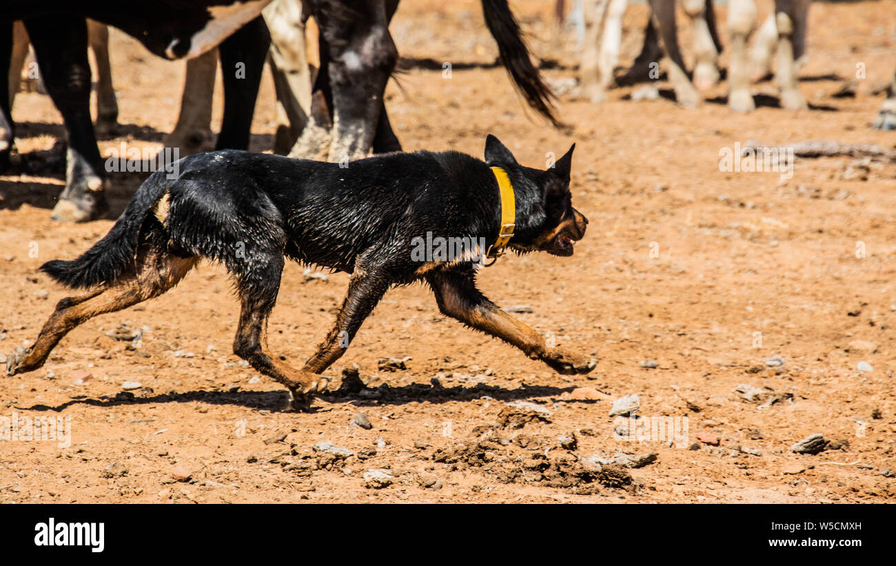 Australian cattle station dogs hi-res stock photography and images - Alamy