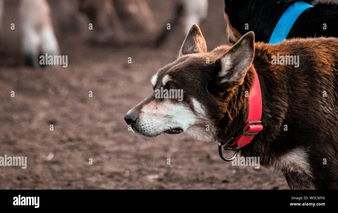 Australian cattle station dogs hi-res stock photography and images - Alamy