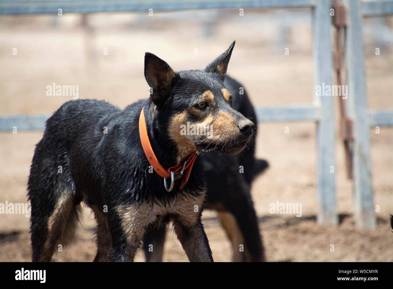Australian cattle station working dogs hi-res stock photography and ...