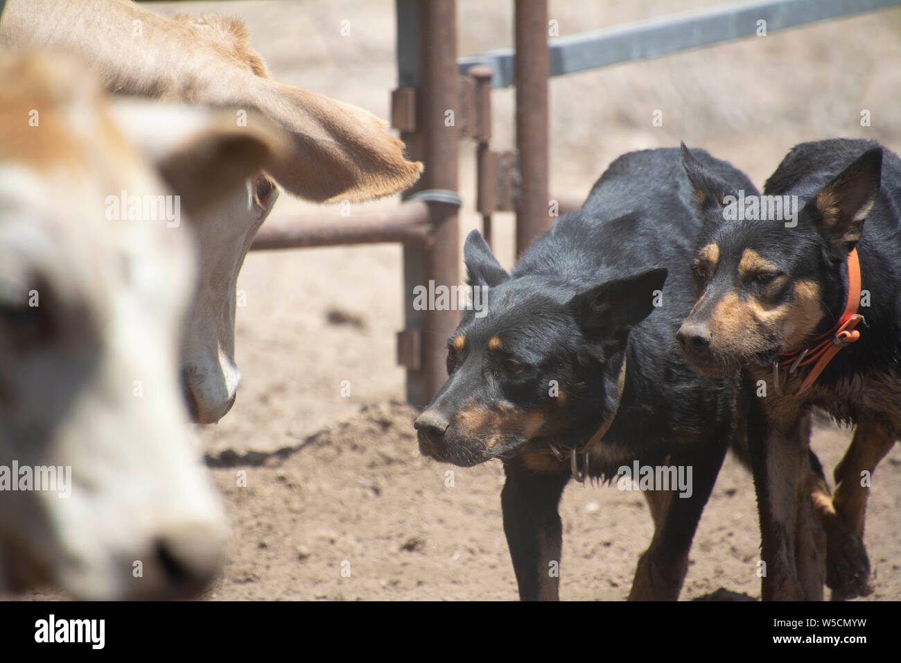 Australian cattle station dogs hi-res stock photography and images - Alamy